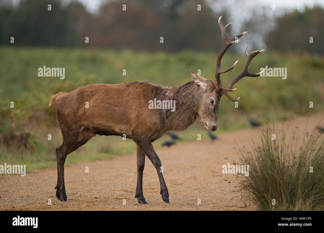 Richmond Park, SW London, UK. 17th October, 2016. Injured and limping ...