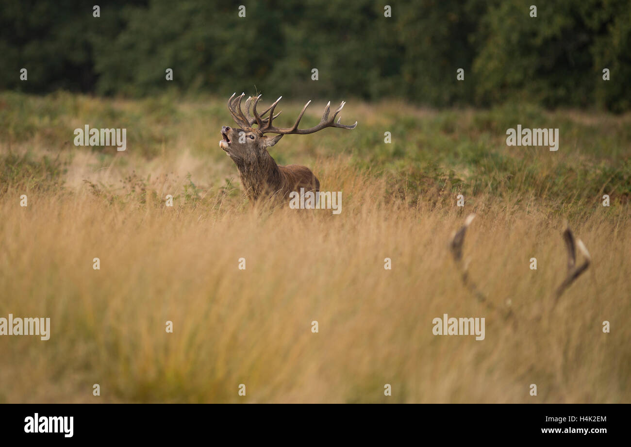 Richmond Park, SW London, UK. 17th October, 2016. Dominant red deer ...