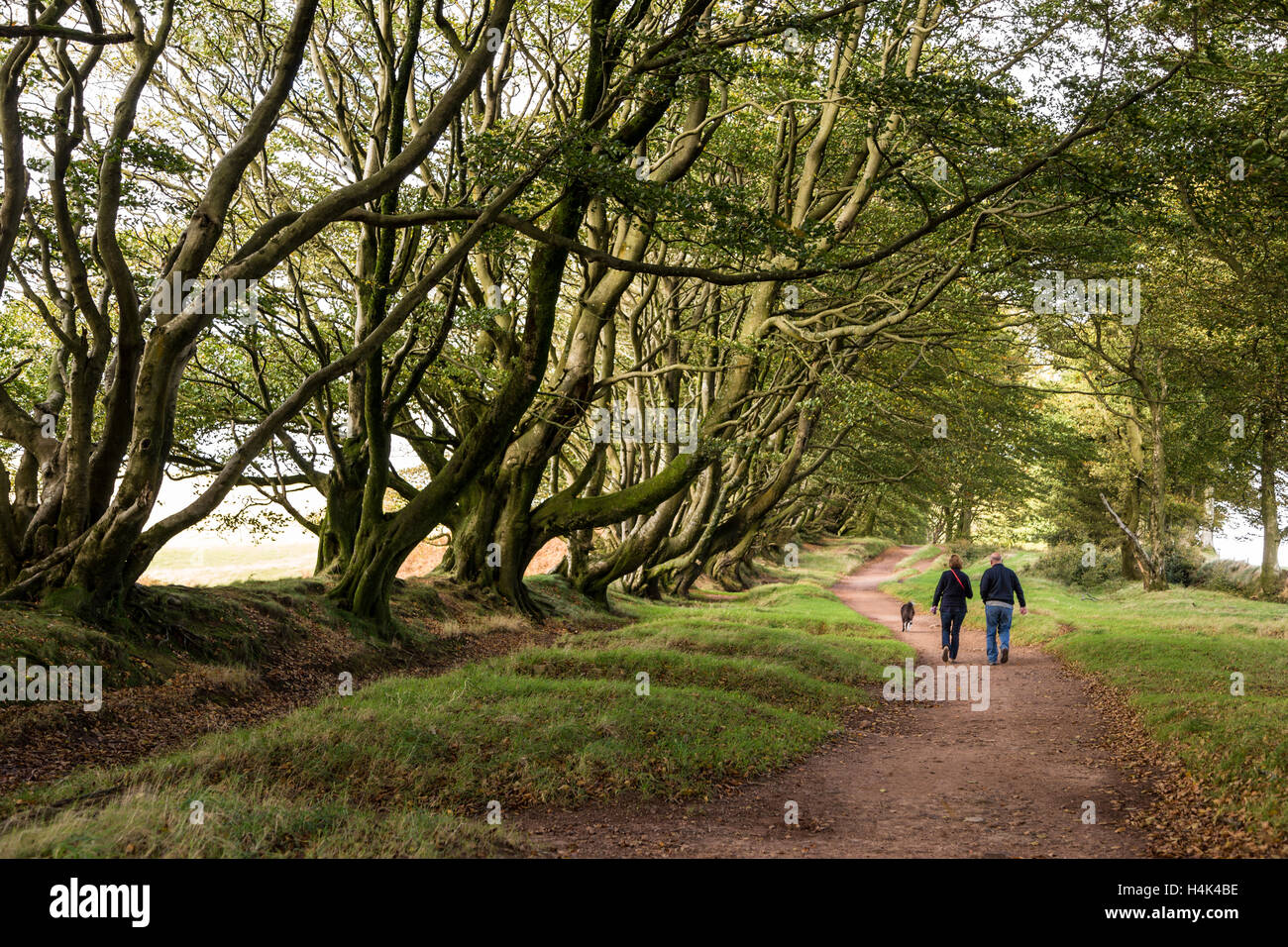 Quantock hills walk hi-res stock photography and images - Alamy