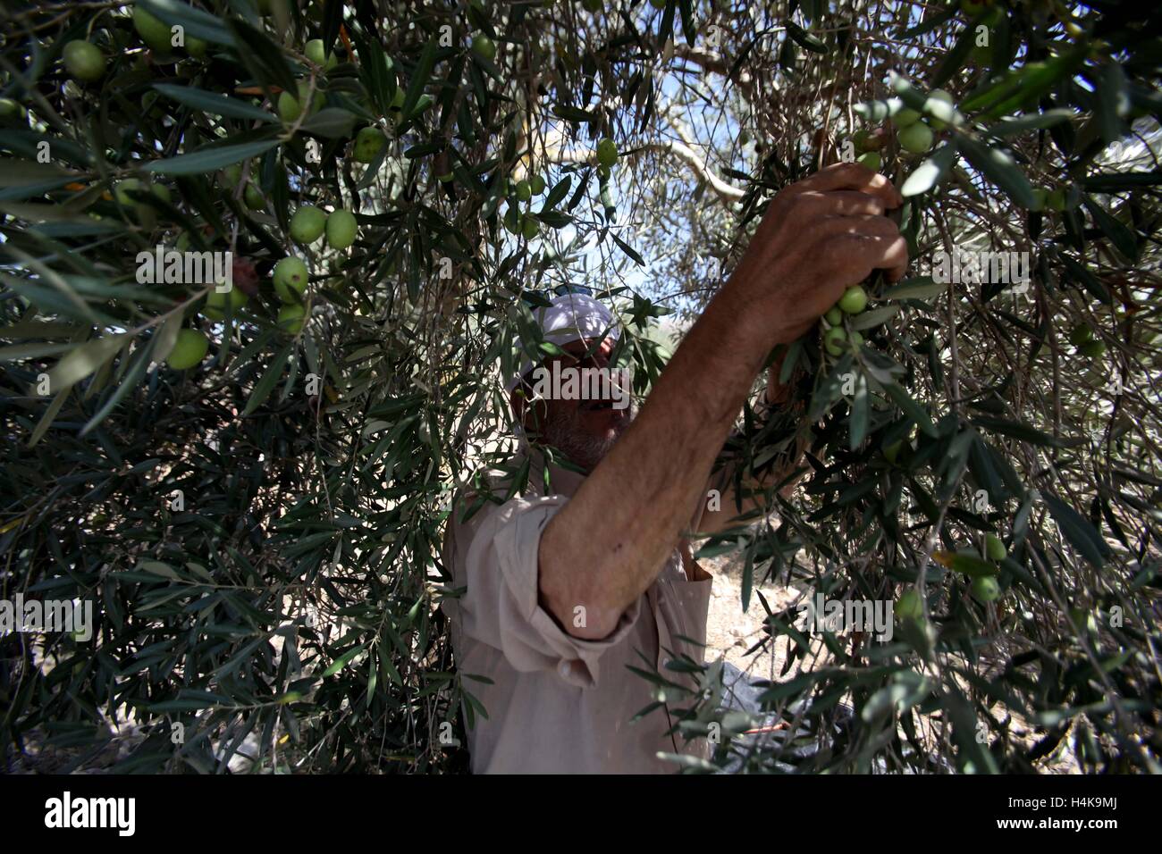 Nablus, West Bank, Palestinian Territory. 18th Oct, 2016. A Palestinian ...