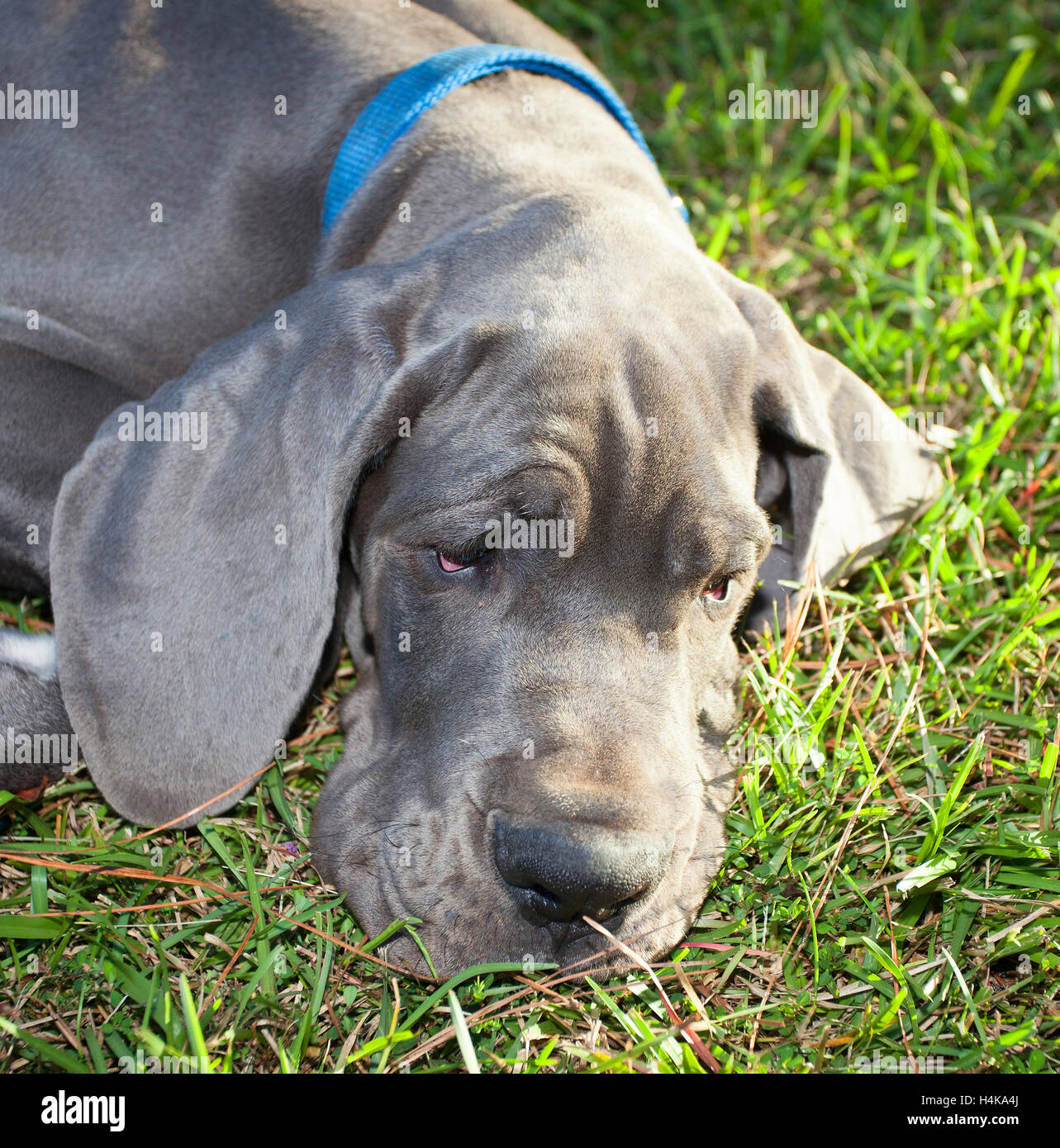 Gray Great Dane puppy with its head on the grass looking worried Stock ...