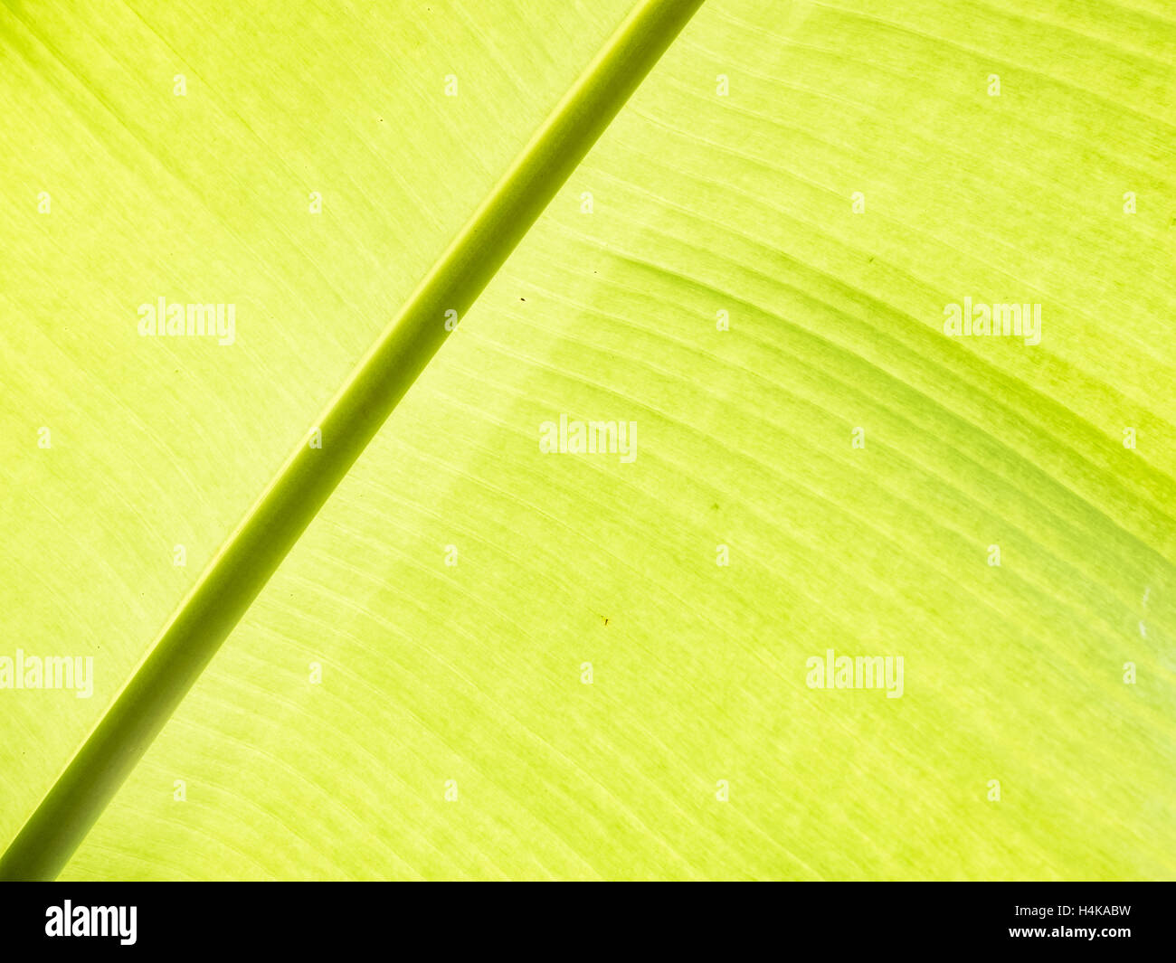 banana leaf detail and closeup with sun lighting in the back of the ...