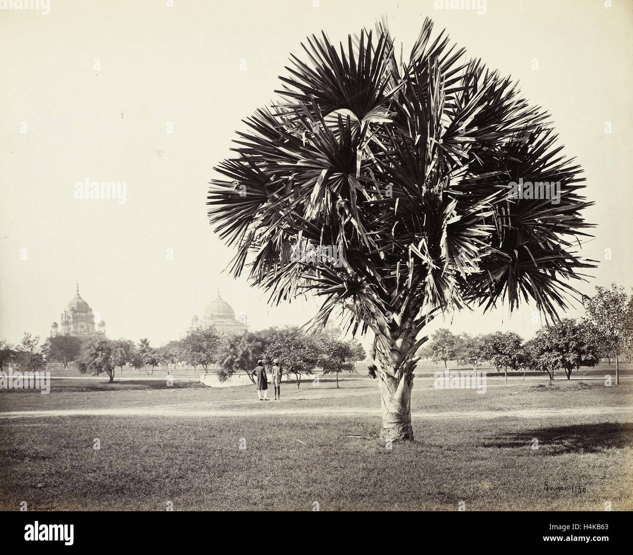 A Palm Tree Study, Lucknow, India, Samuel Bourne, c. 1862 - c. 1874 ...