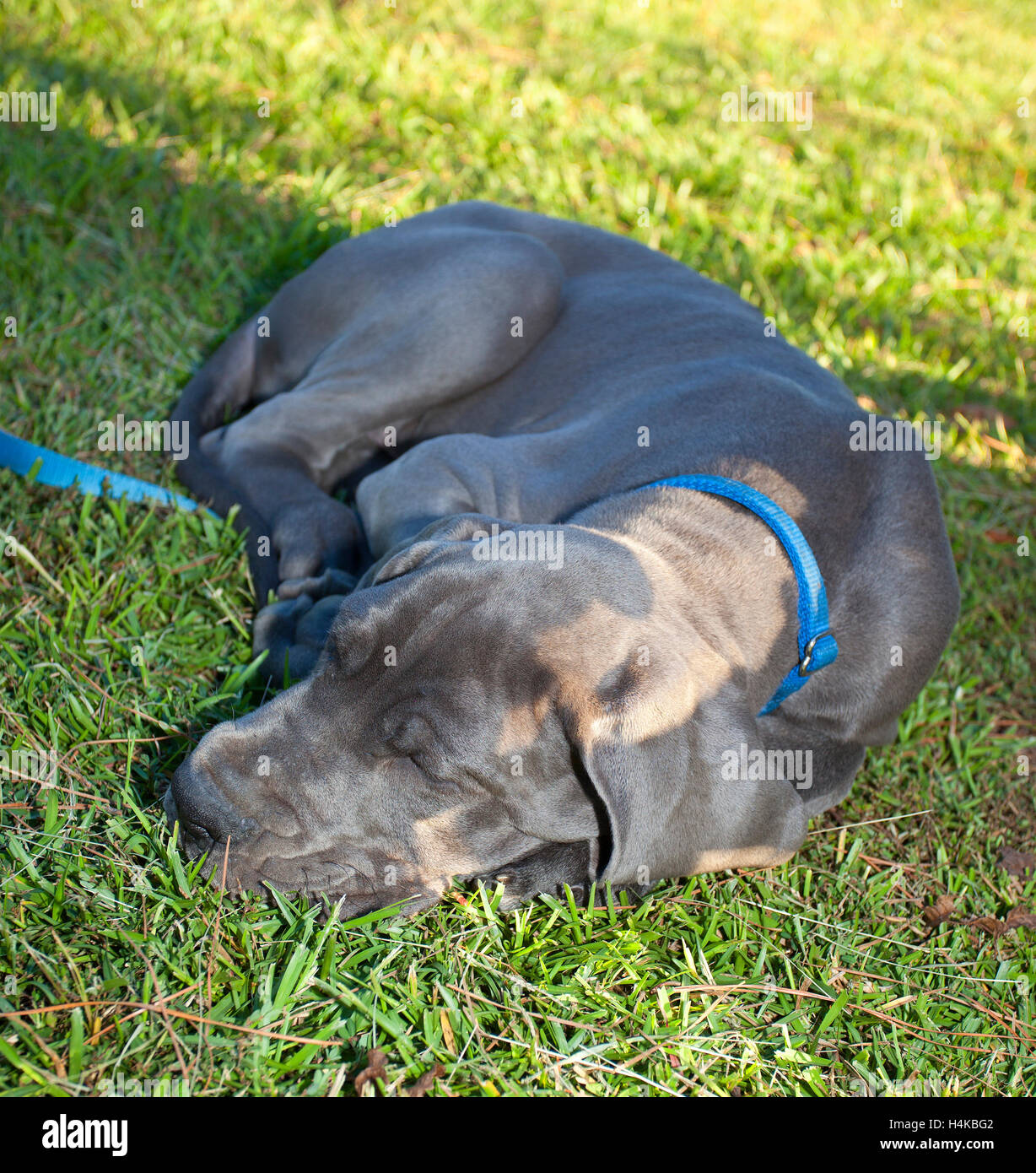 Gray Great Dane puppy that is asleep on the grass Stock Photo - Alamy