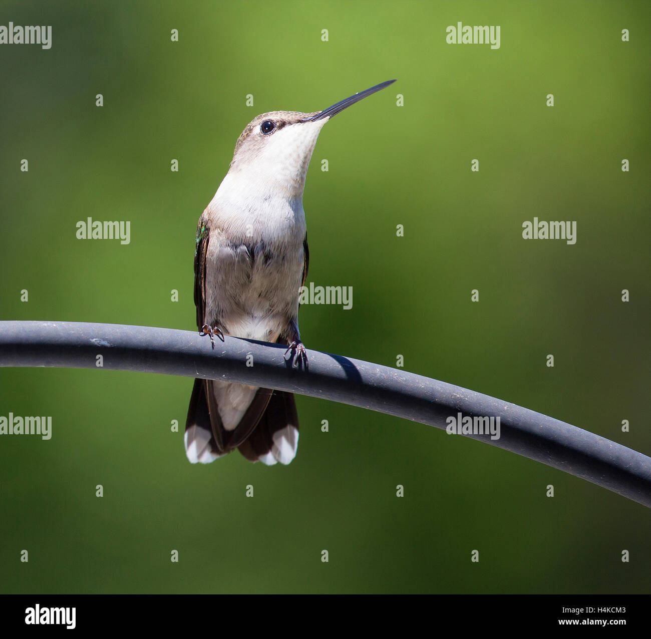 Hummingbird with a white chest seen slightly from below Stock Photo - Alamy