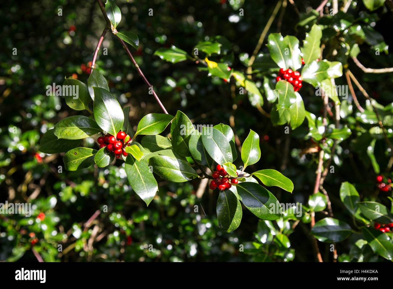 female holly in autumn,thicket, background, beautiful, beauty, bright ...