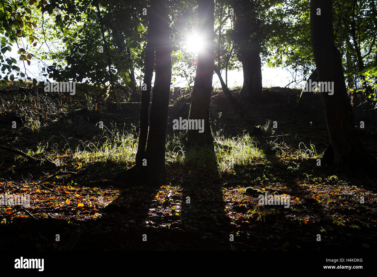 Devon copse in autumn,thicket, background, beautiful, beauty, bright ...