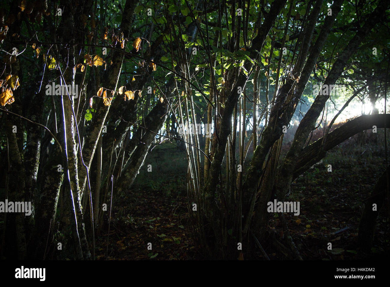 Devon copse in autumn,thicket, background, beautiful, beauty, bright ...