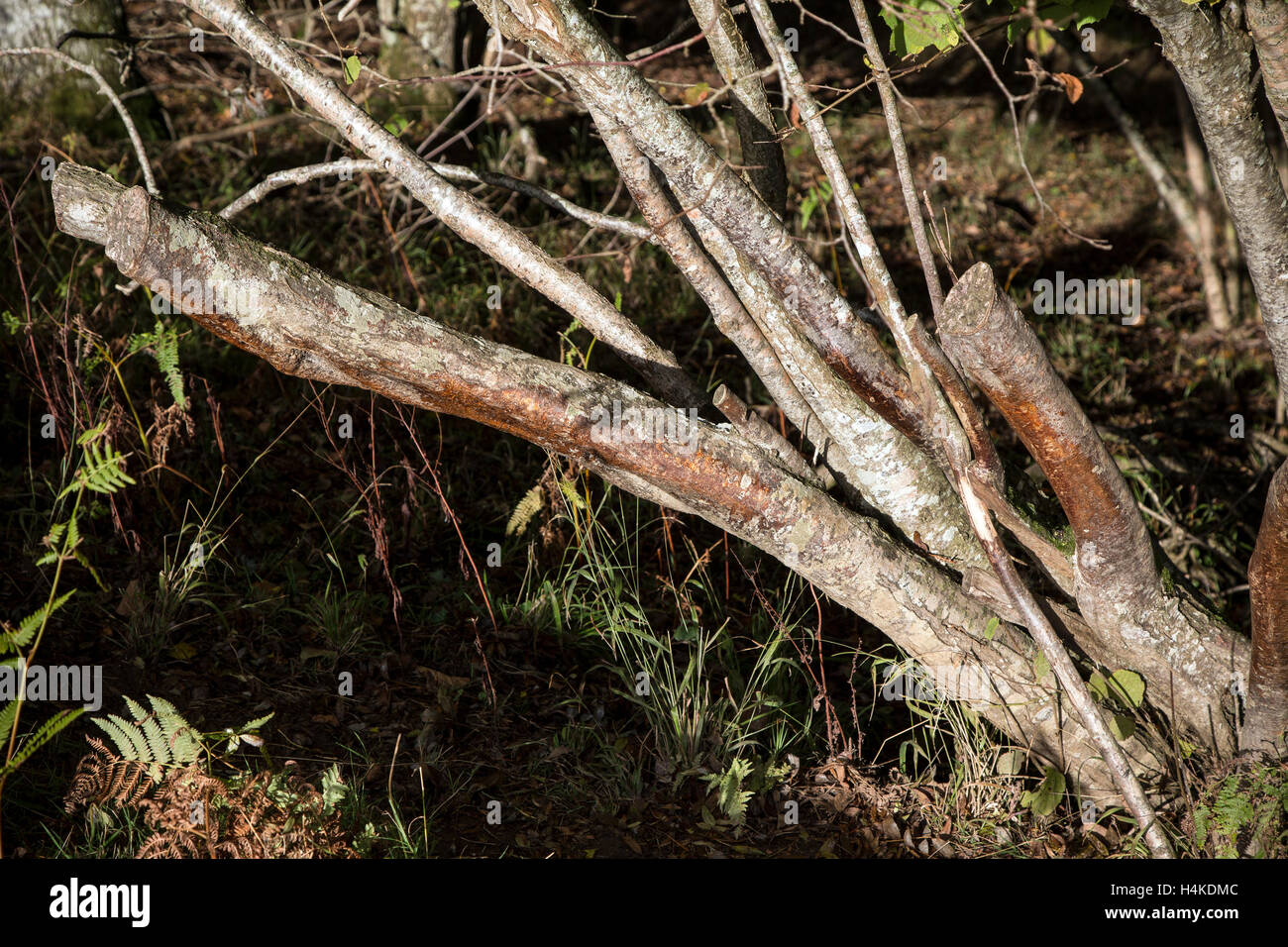 Rubbing bark hi-res stock photography and images - Alamy