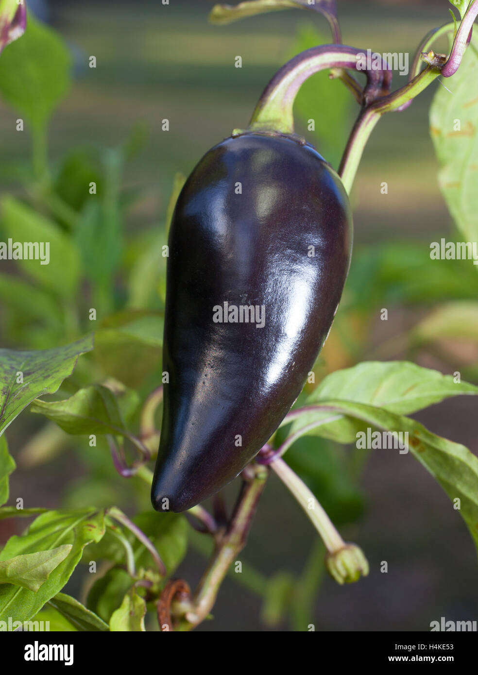 Purple jalapeno pepper that is growing on the plant Stock Photo - Alamy