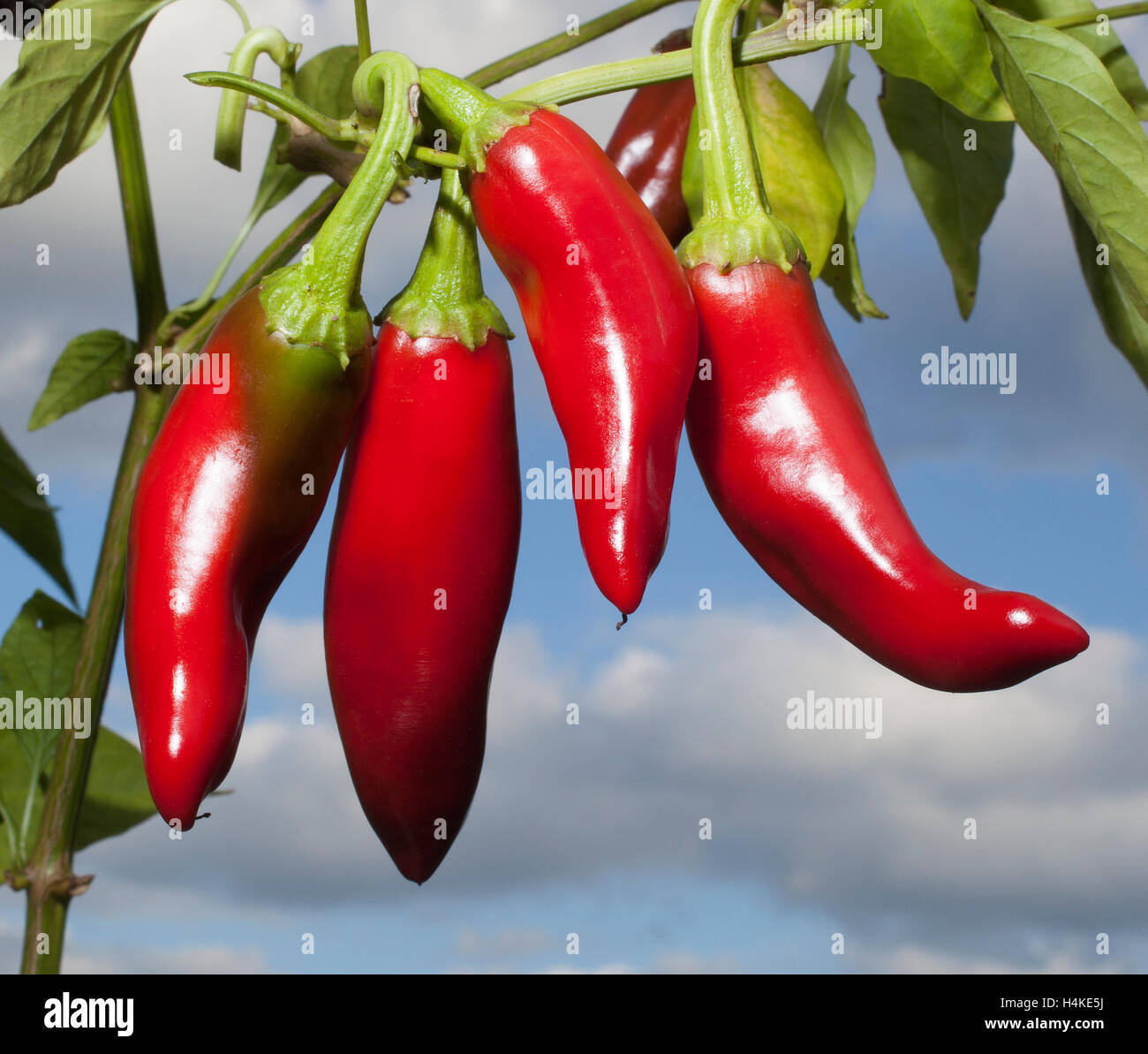 Bright red peppers almost ready to pick and make paprika Stock Photo ...