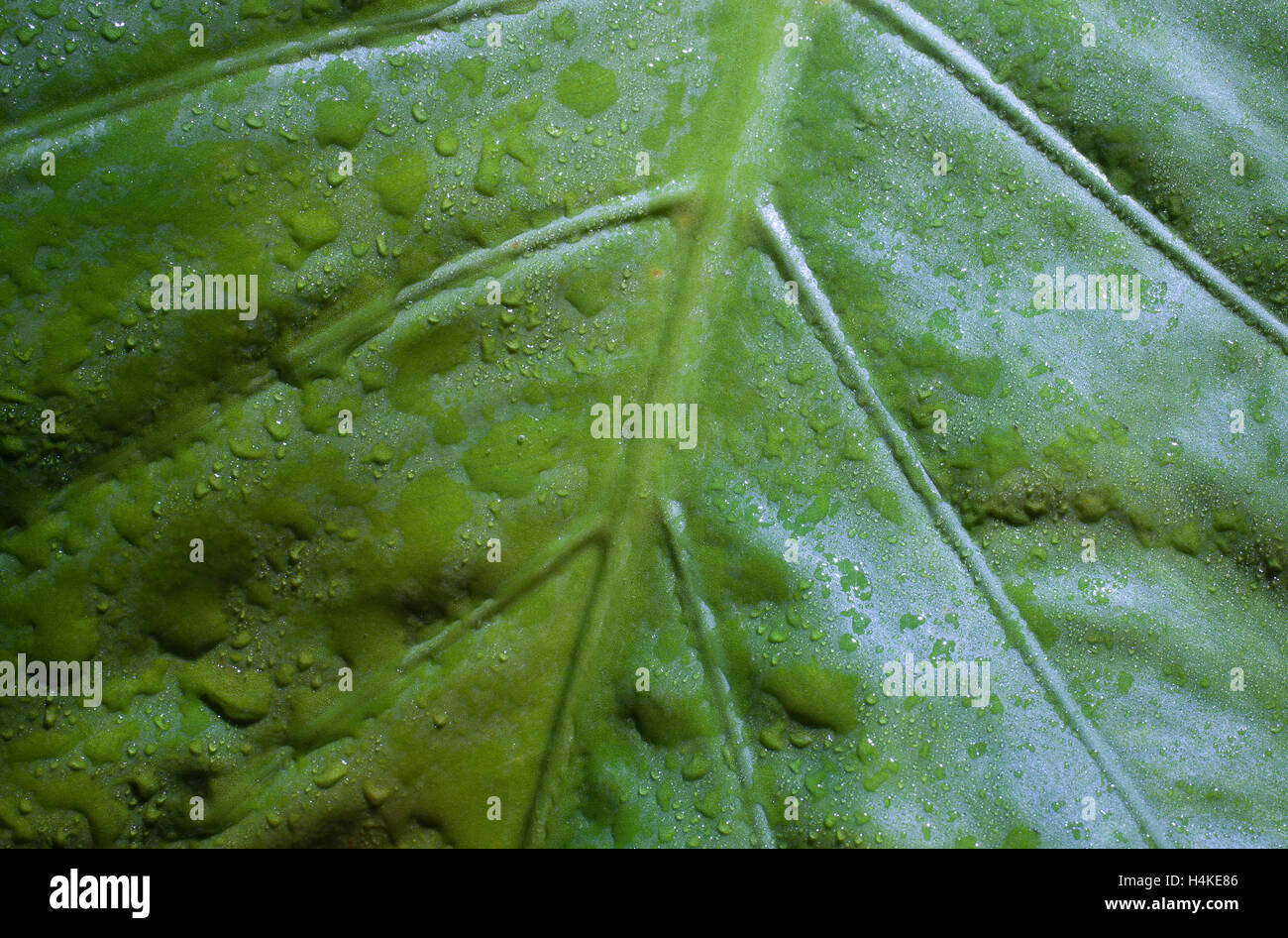 Plant leaf that is covered in rain and water droplets Stock Photo - Alamy
