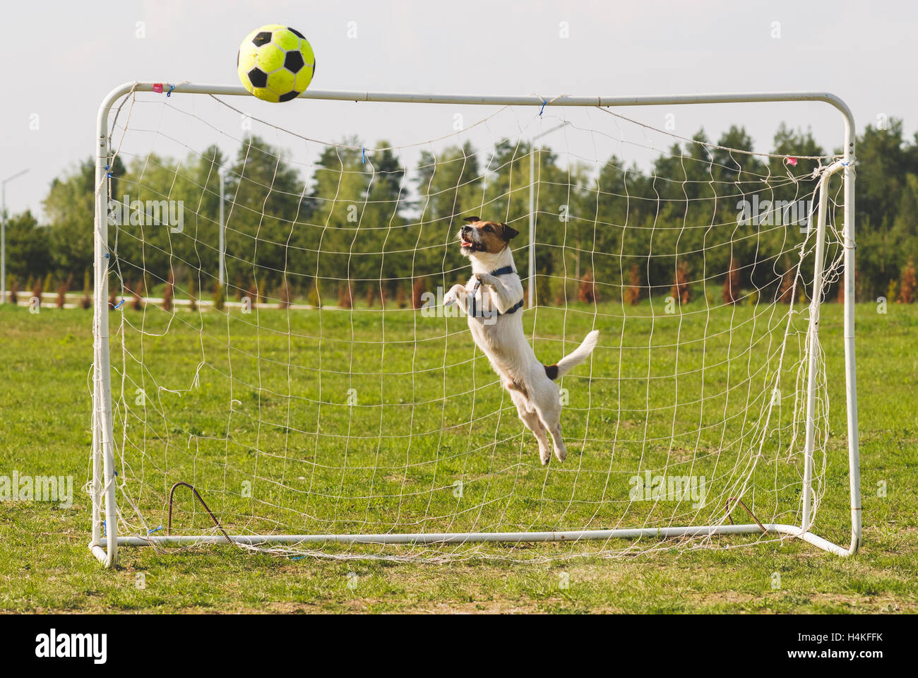 Dog playing football hi-res stock photography and images - Alamy