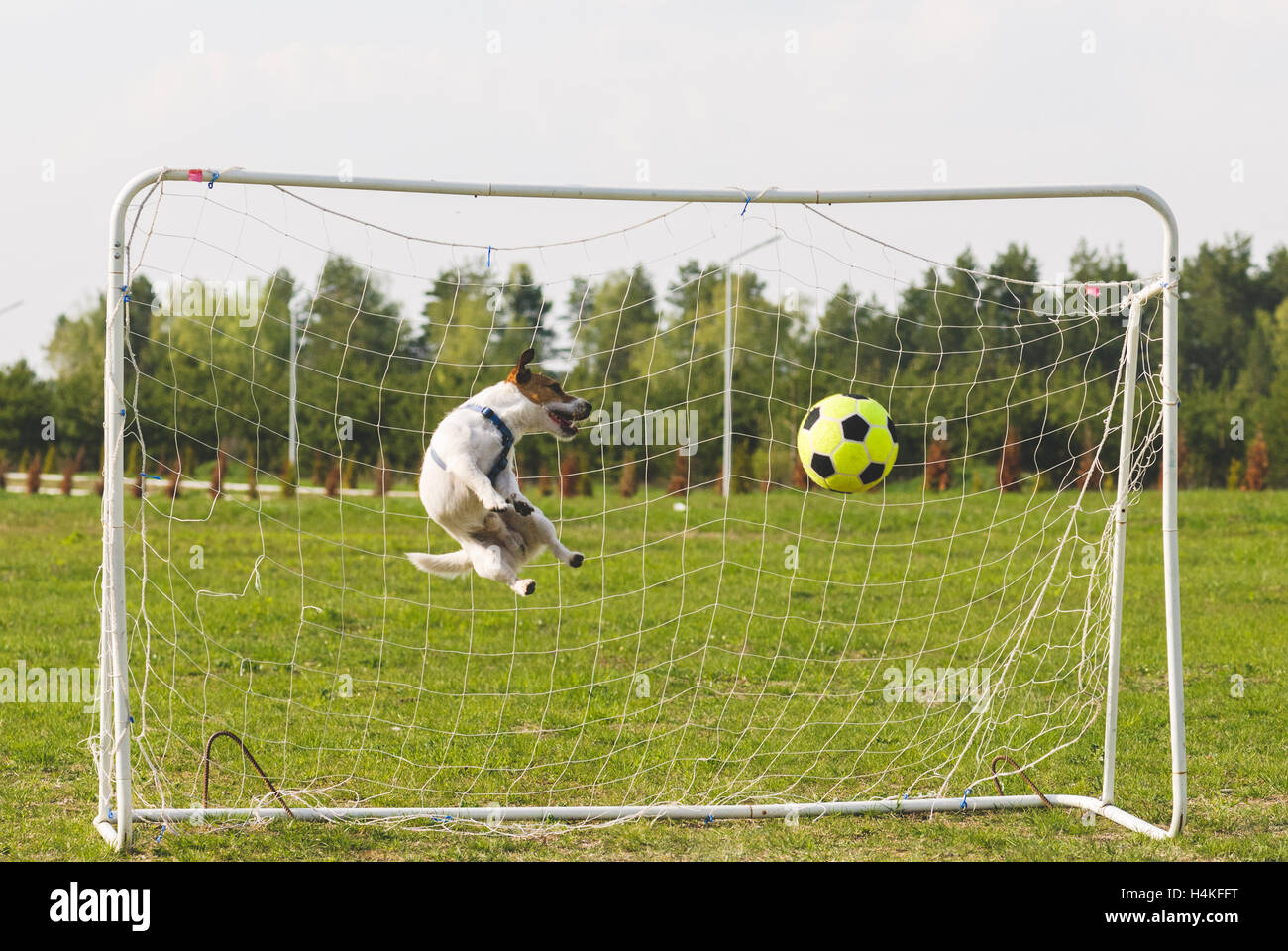 Funny dog playing football as a goalkeeper Stock Photo - Alamy