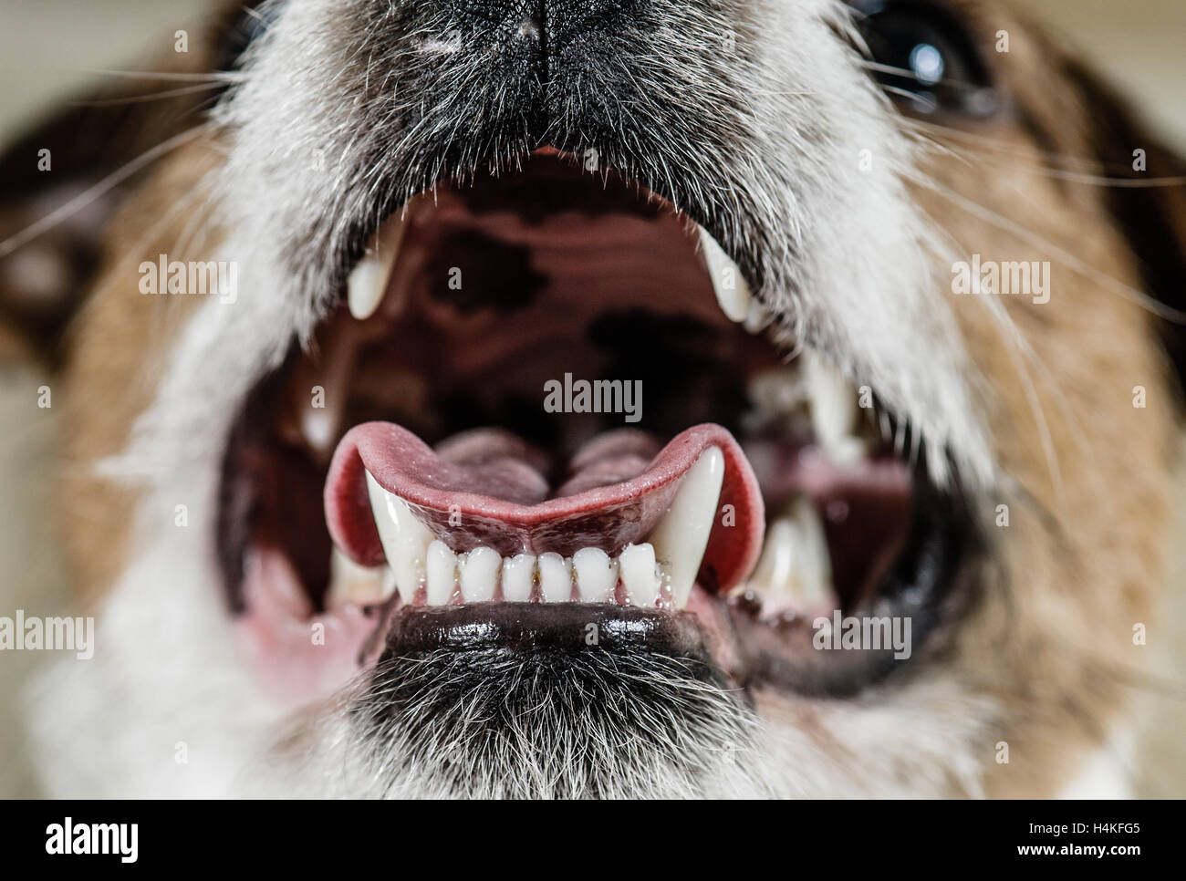 Dog mouth with excellent white teeth Stock Photo - Alamy