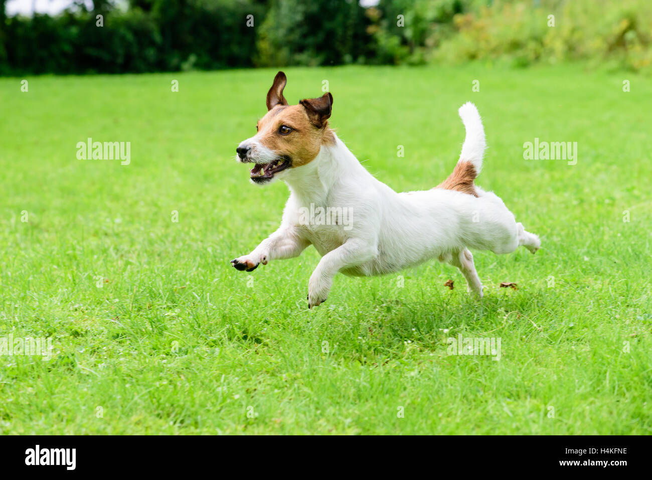 Happy funny dog jumping hi-res stock photography and images - Alamy