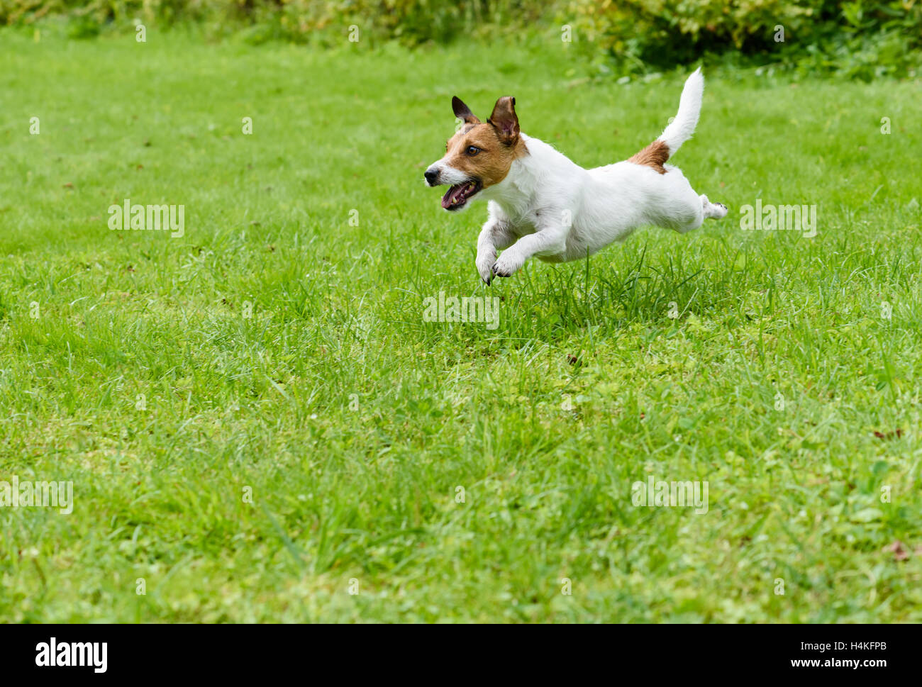Grass running hi-res stock photography and images - Alamy