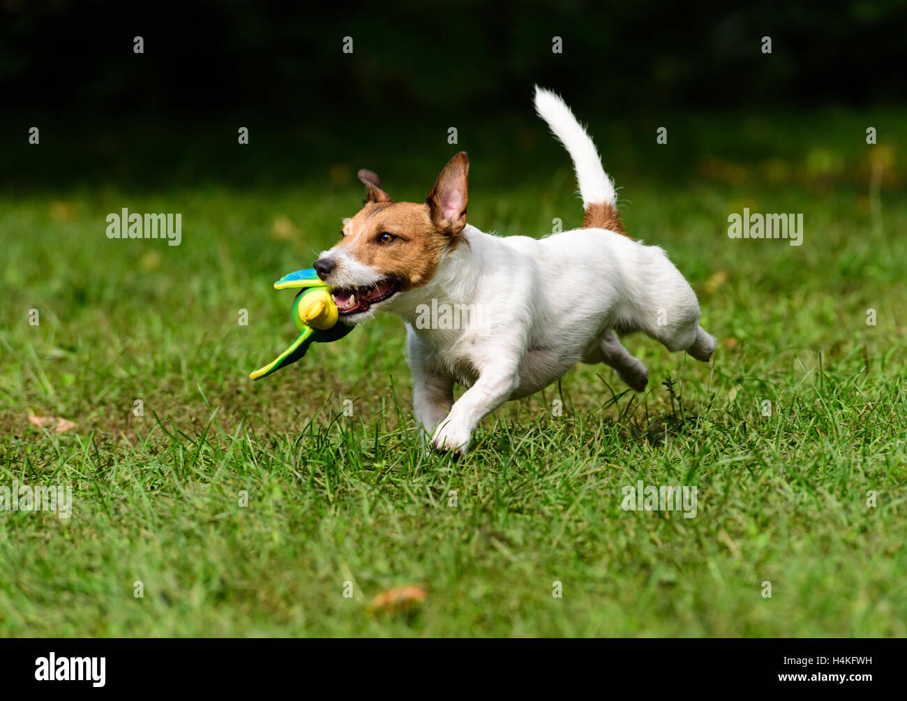 Dog retrieving a toy duck Stock Photo - Alamy