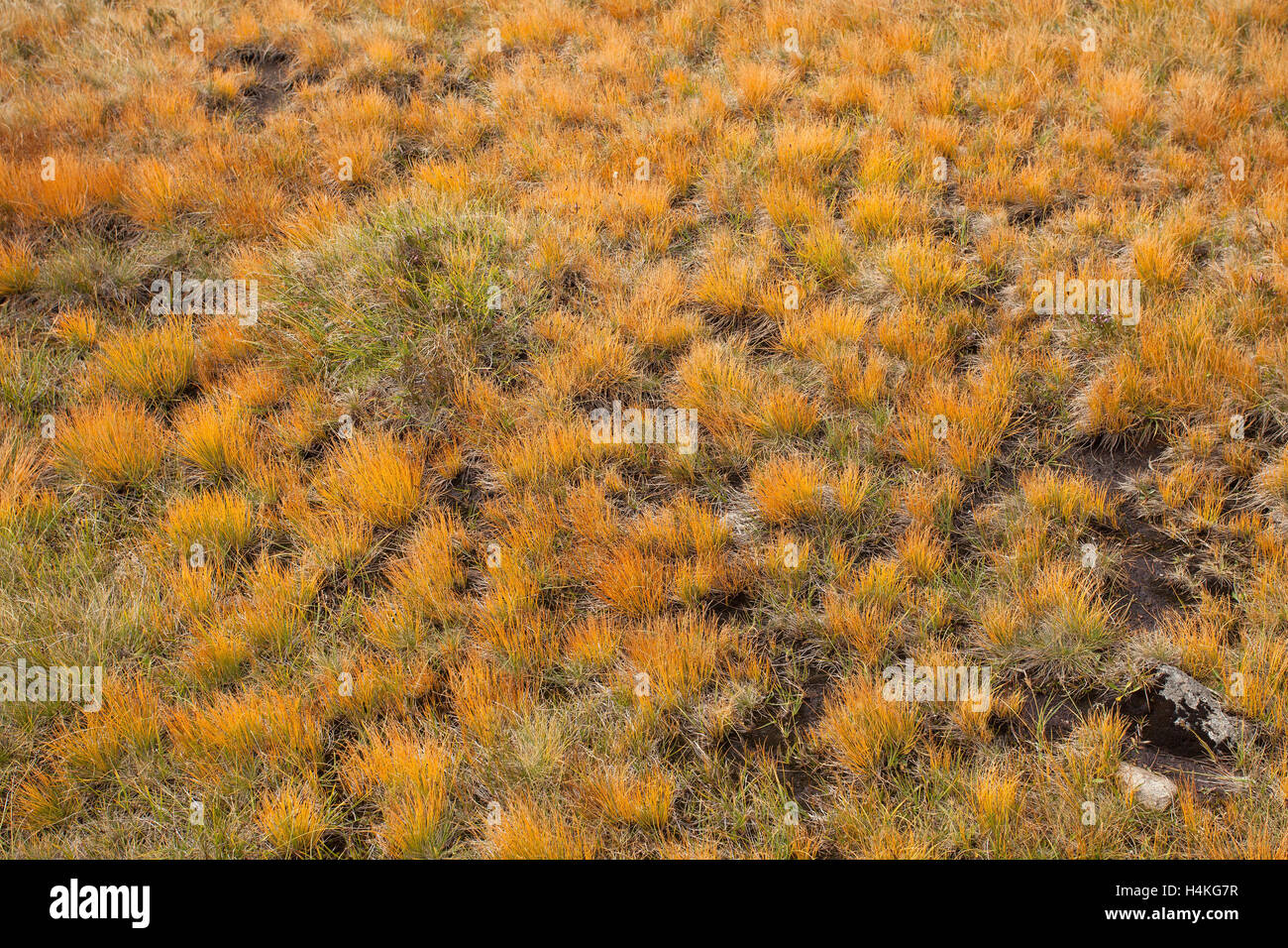 yellow grass from a dry savannah Stock Photo - Alamy