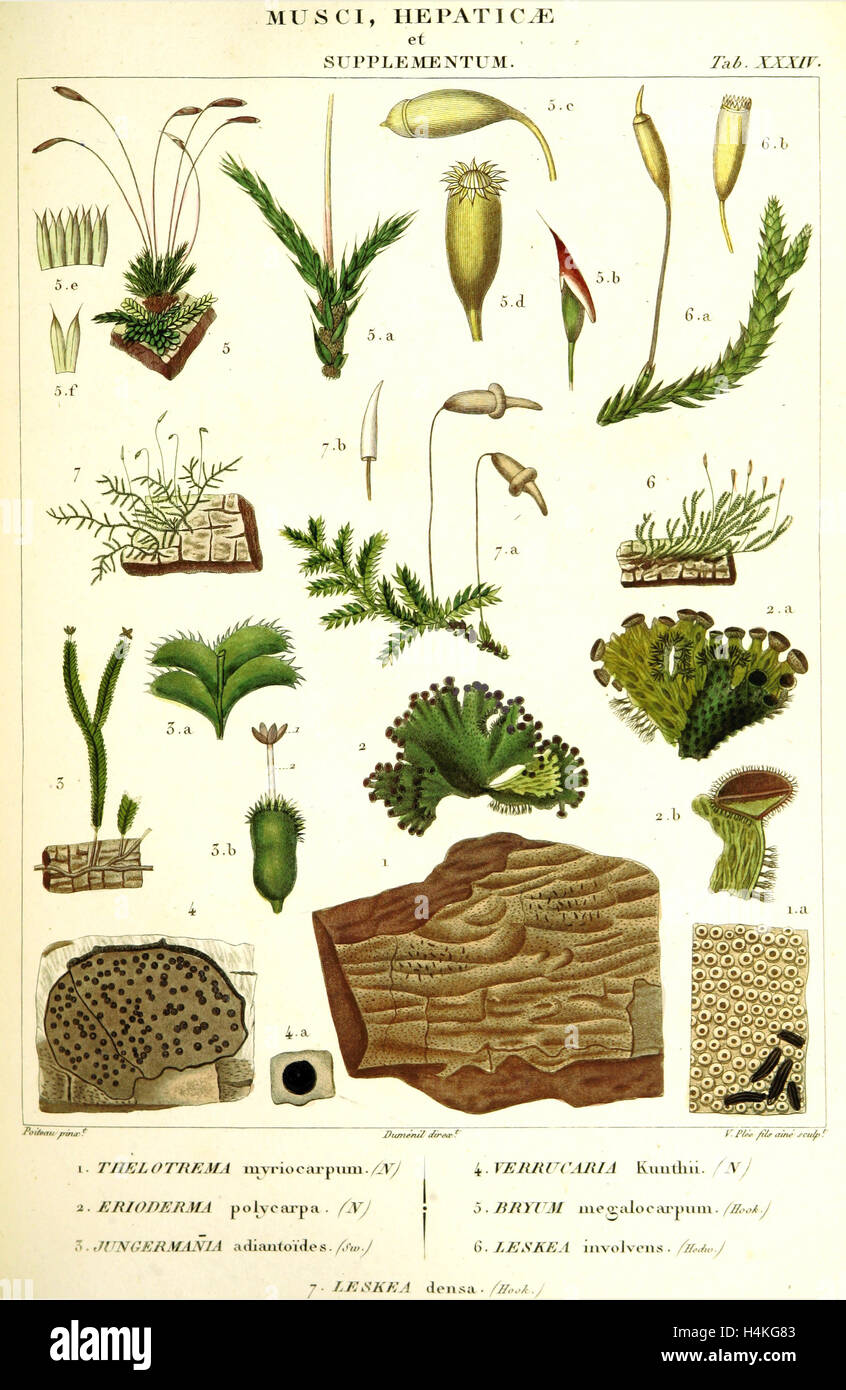 Hepaticae hi-res stock photography and images - Alamy