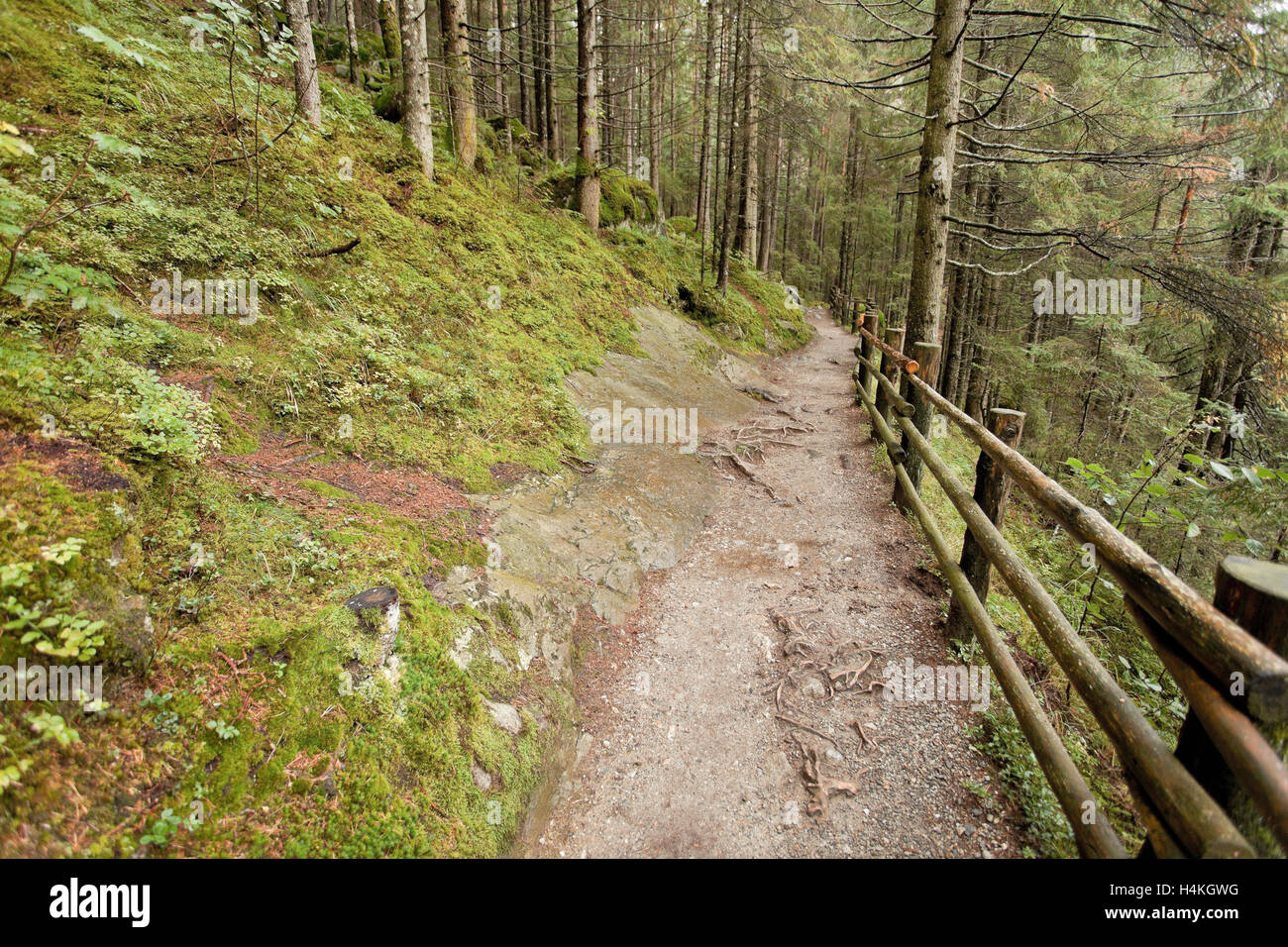 inside a typical forest of the Italian Alps a path brings you long the ...