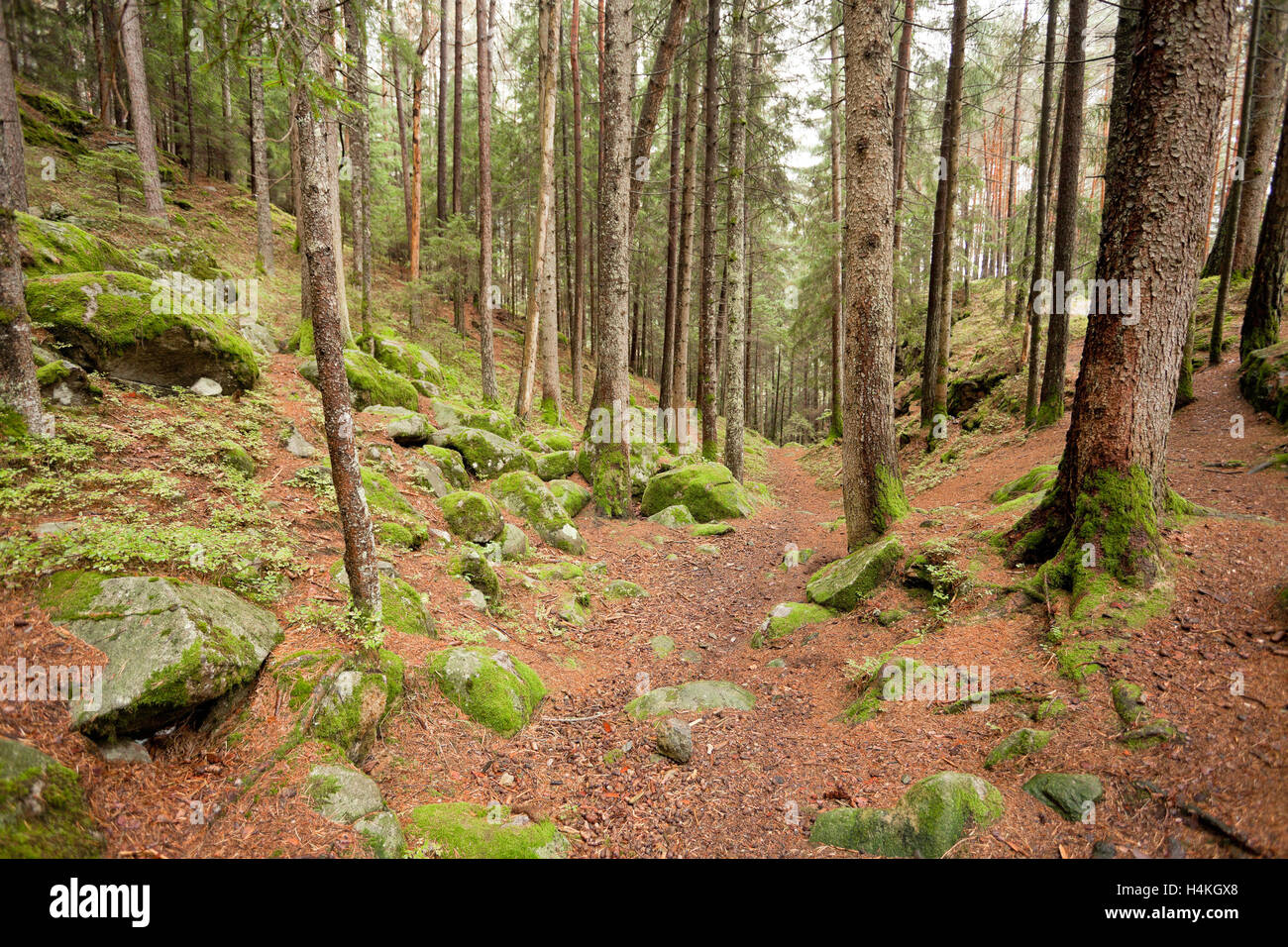 walking into the forest long a path in a cloudy day. No people around ...