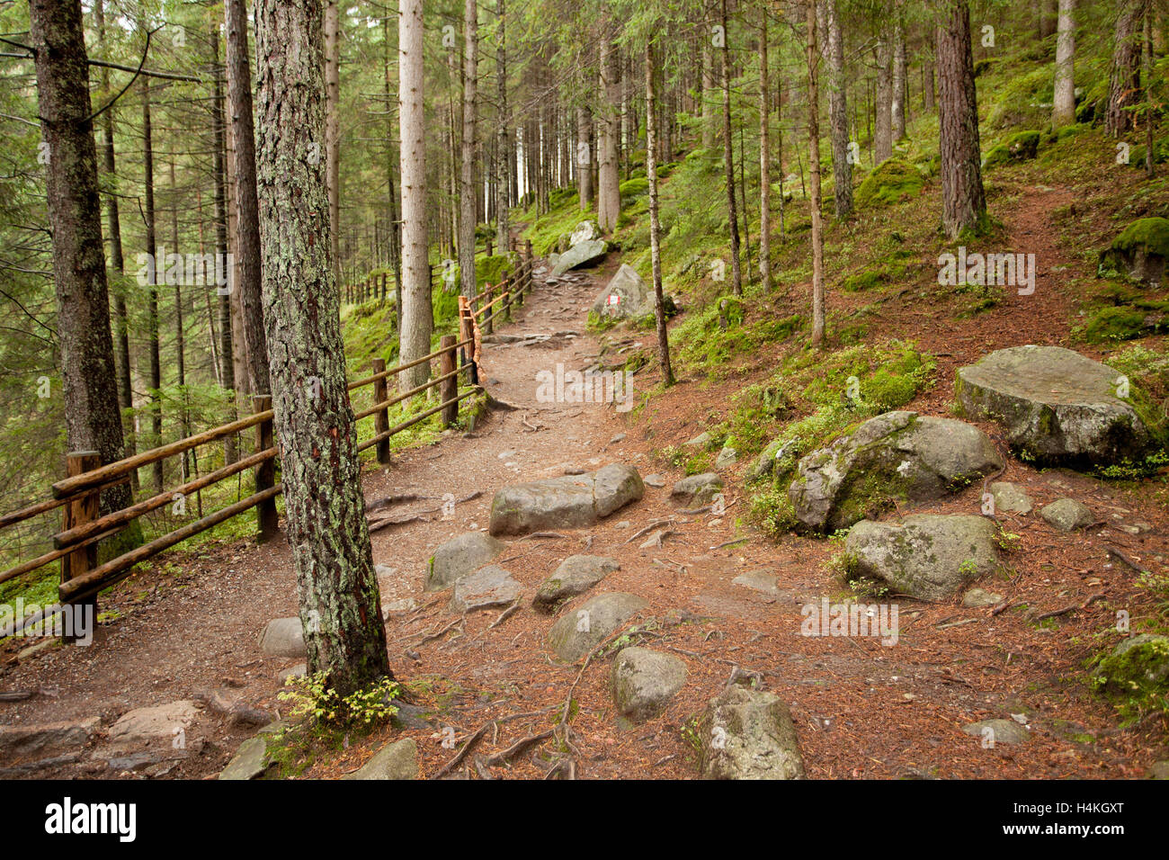 inside a typical forest of the Italian Alps a path brings you long the ...