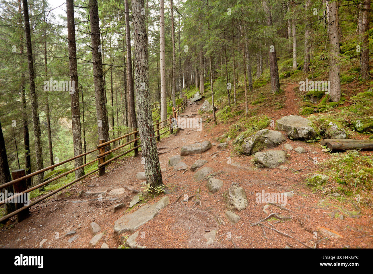 inside a typical forest of the Italian Alps a path brings you long the ...