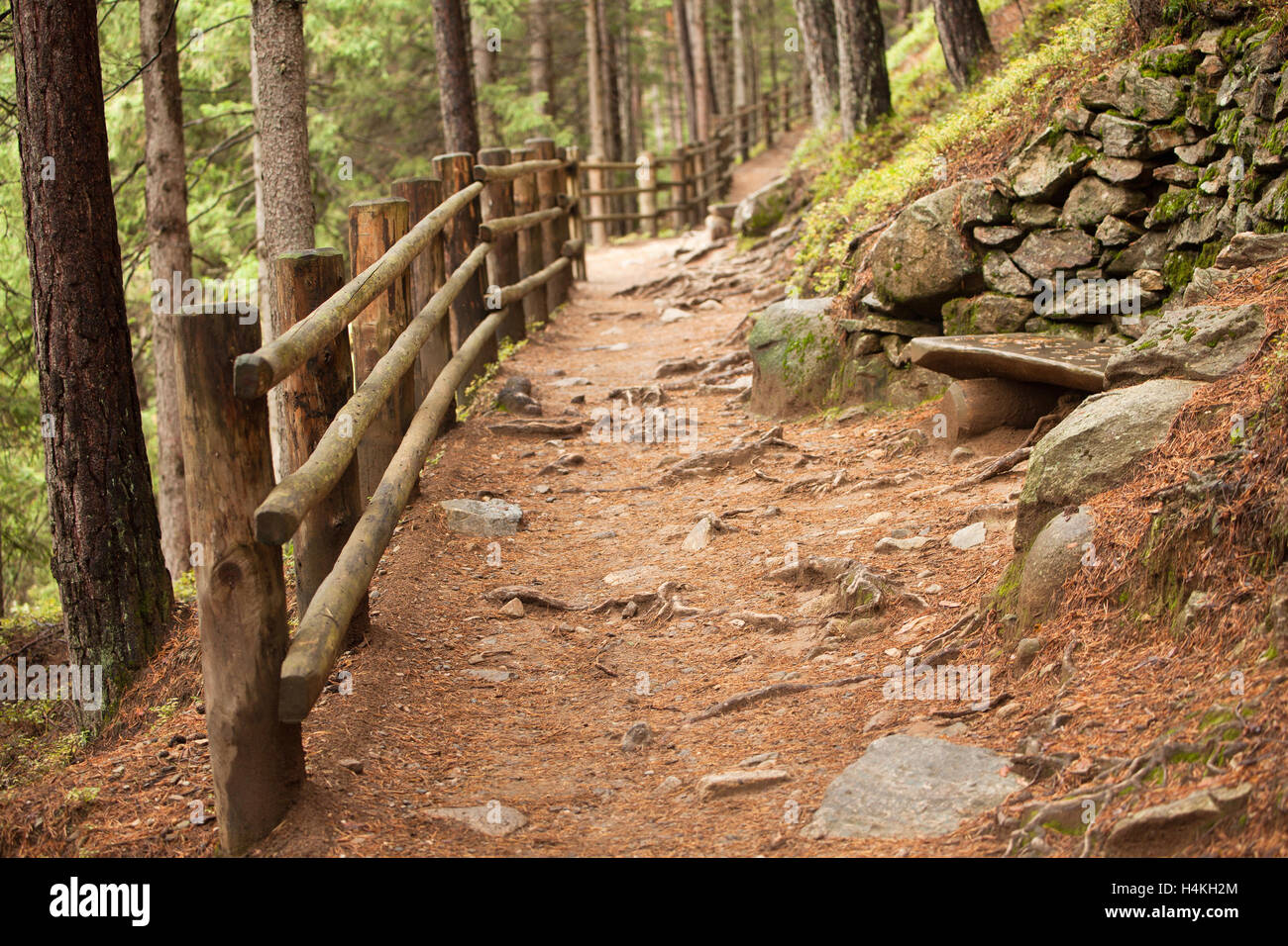 inside a typical forest of the Italian Alps a path brings you long the ...