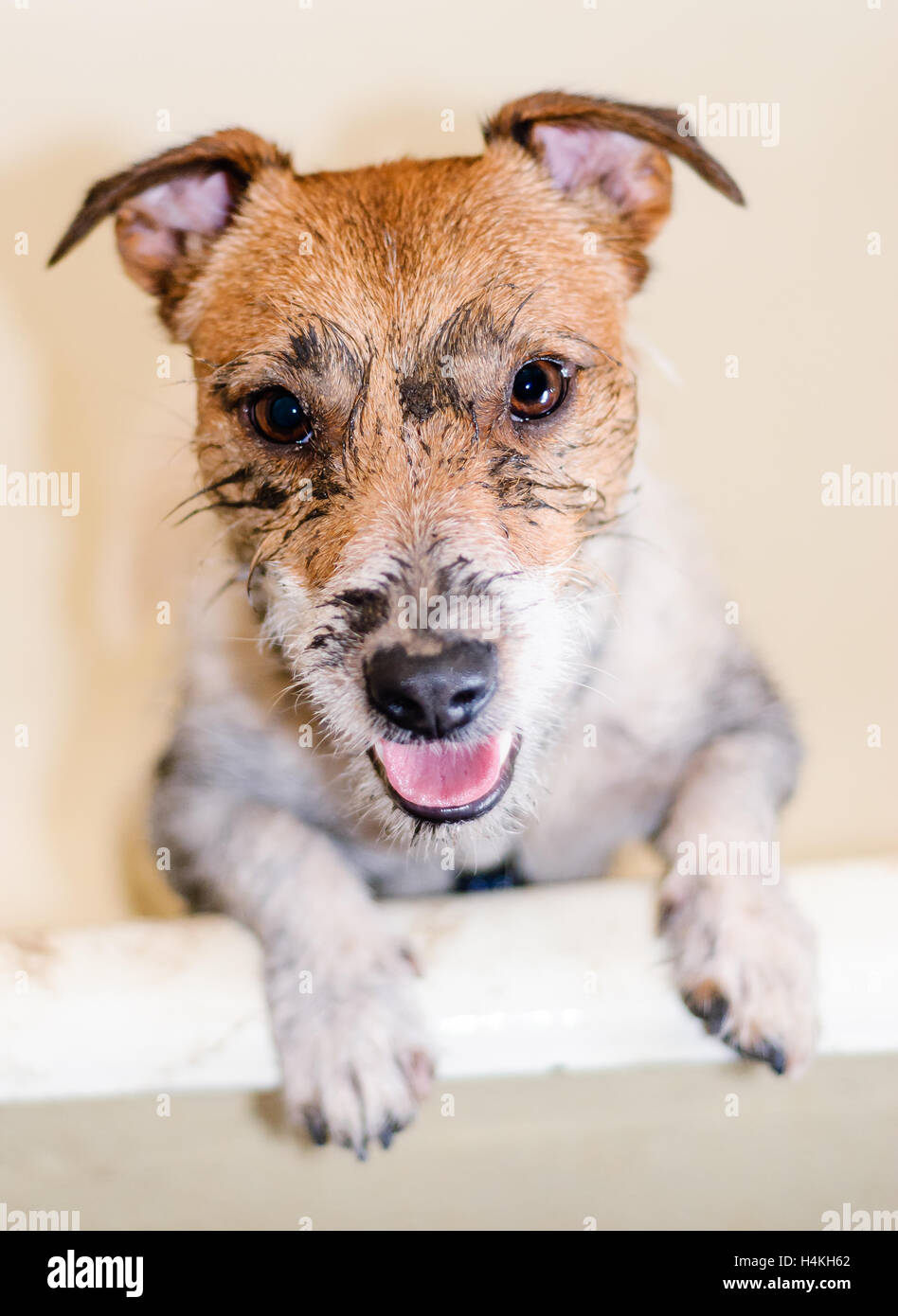 Funny dog and grooming hi-res stock photography and images - Alamy