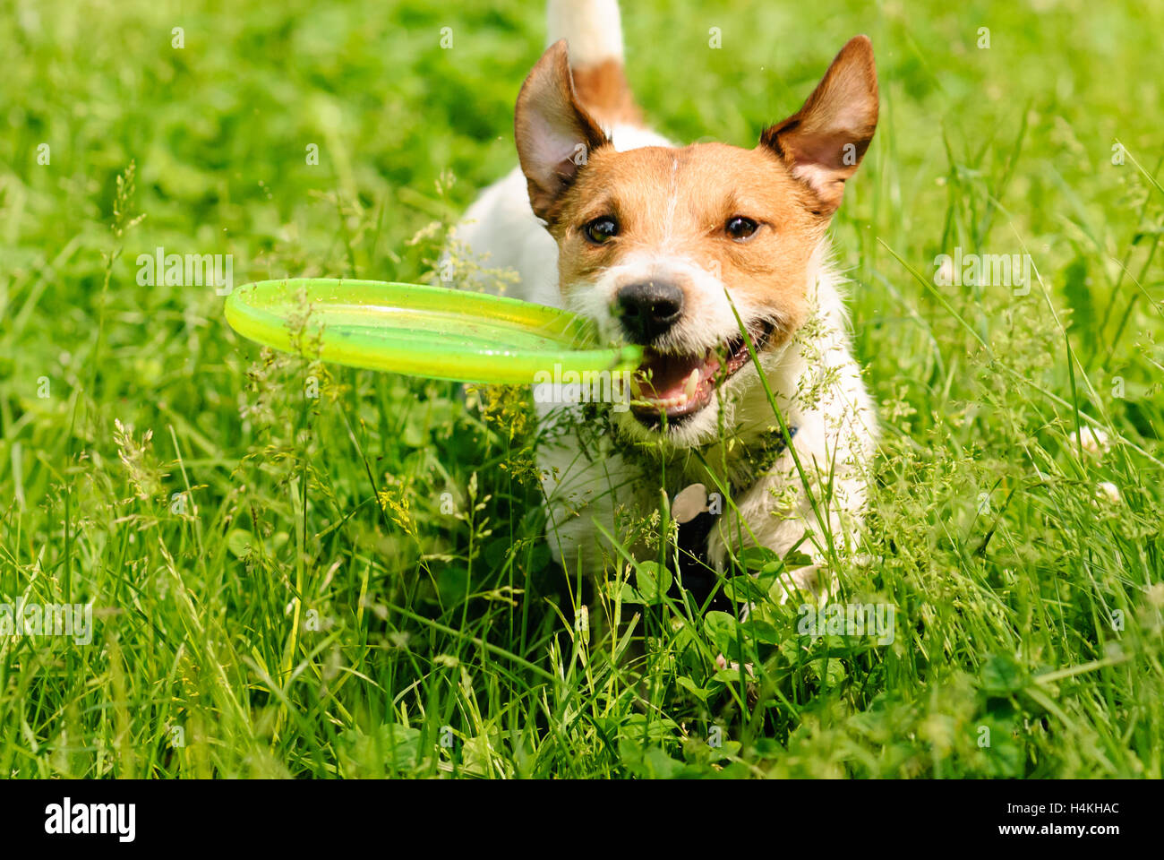 Dog playing at green grass with flying disk Stock Photo - Alamy