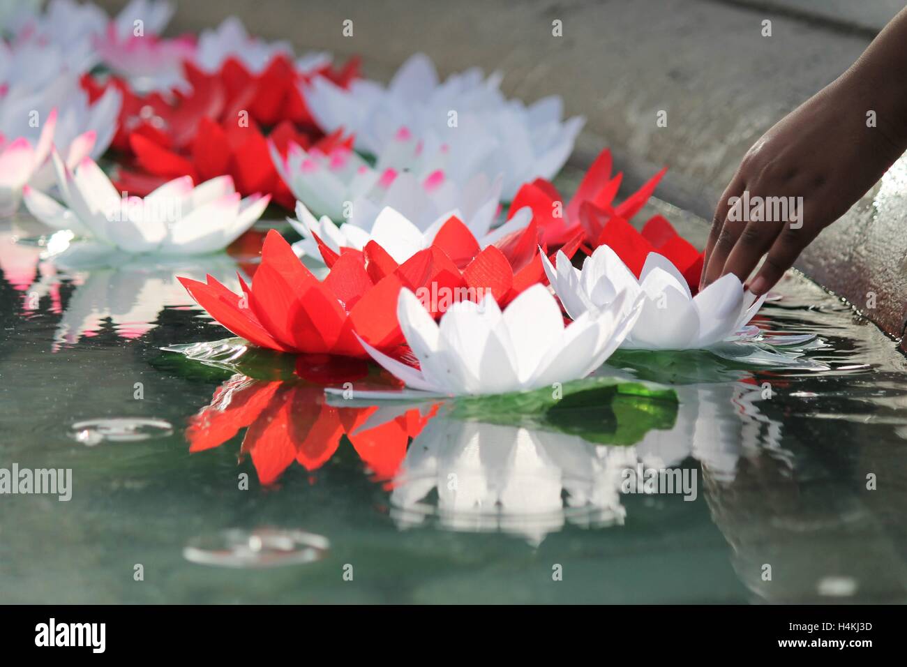 Indian Festival Of Diwali flower offering on water scenes hands ...