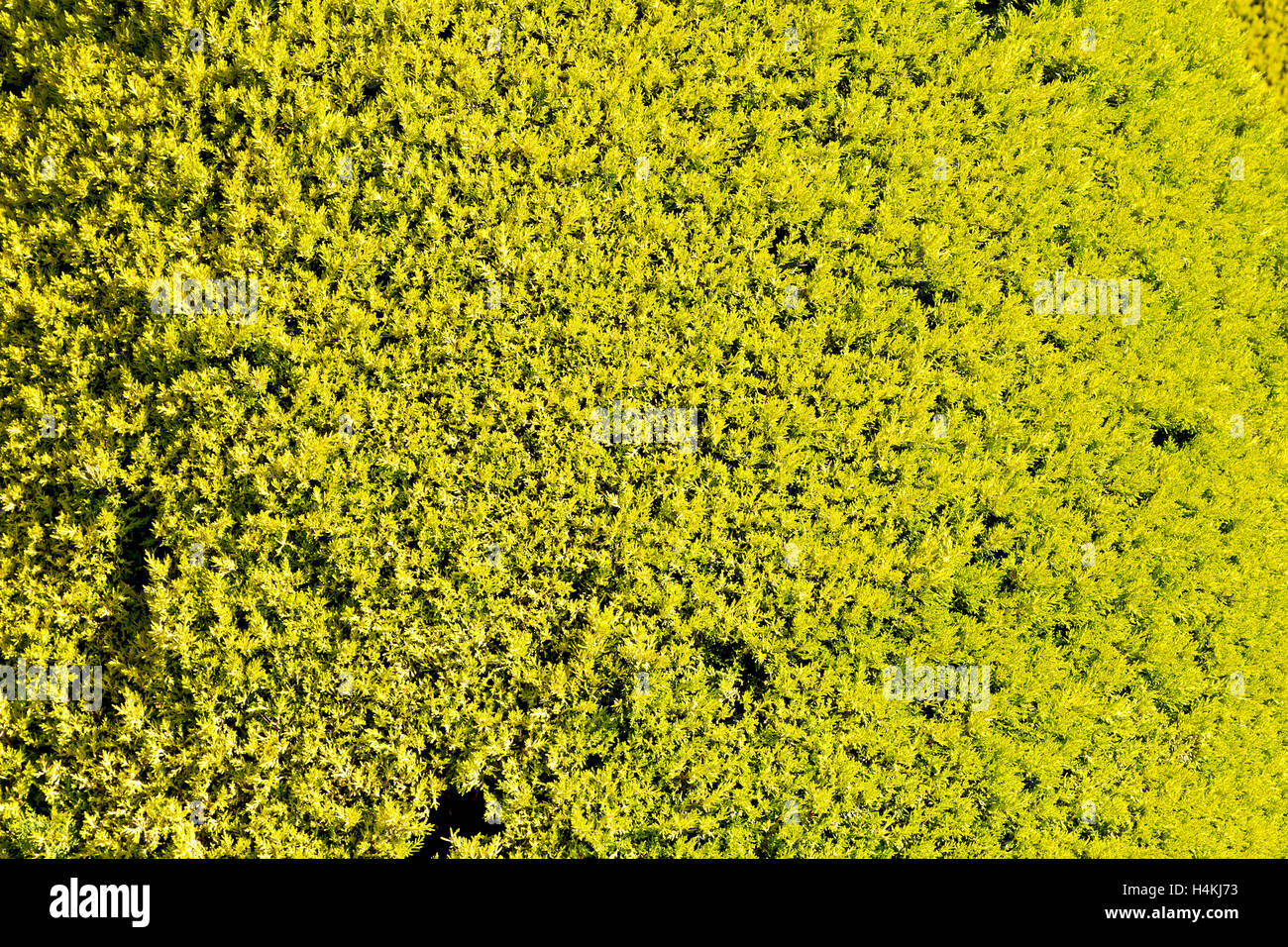 and grass plant in iran the green garden Stock Photo - Alamy