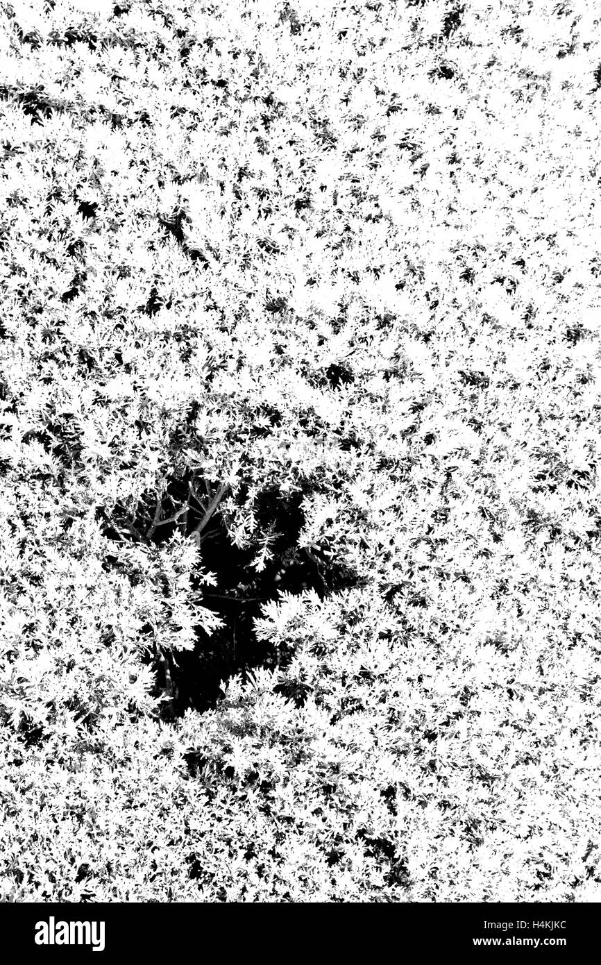 and grass plant in iran the green garden Stock Photo - Alamy