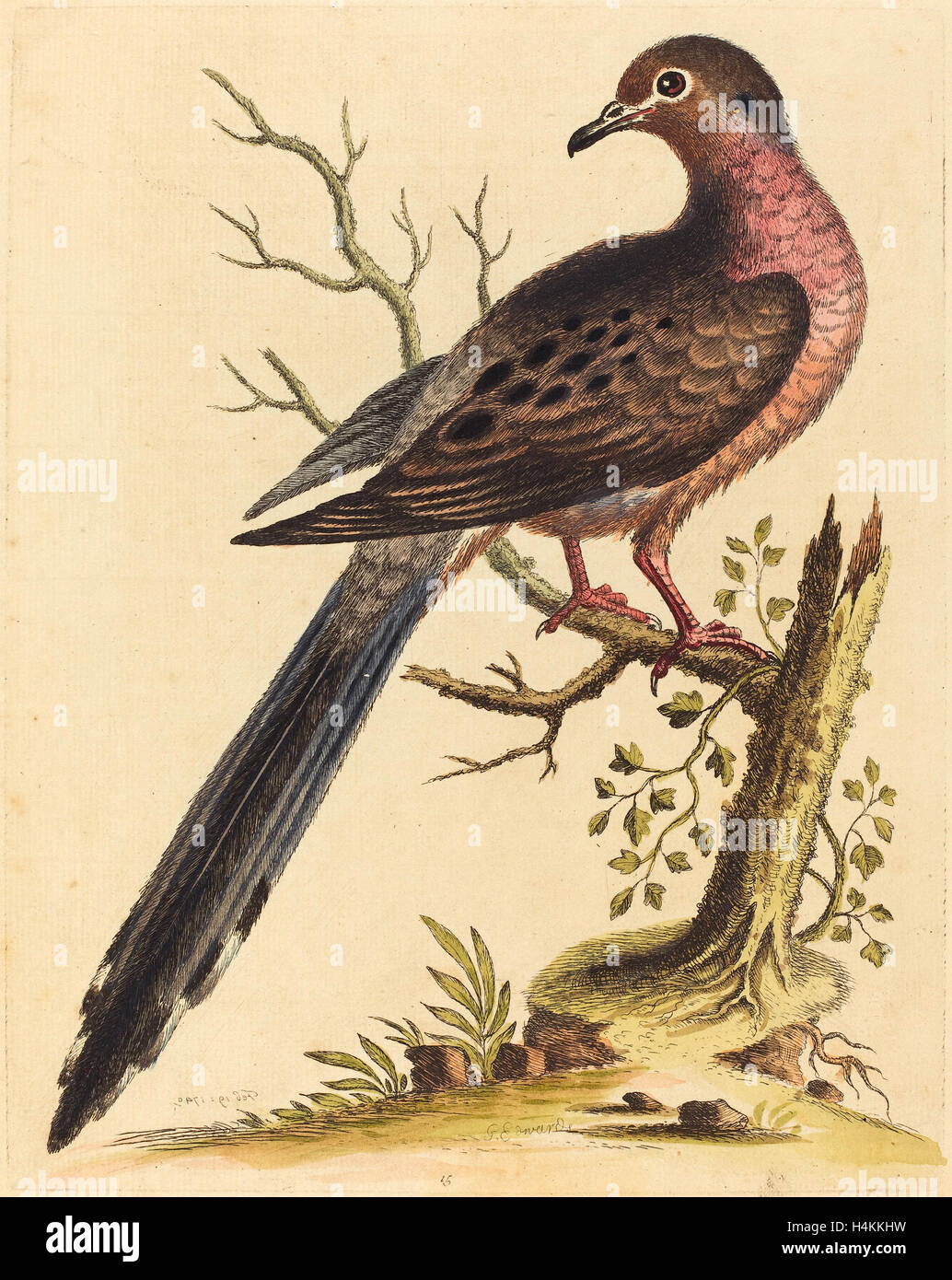 Fedoa americana hi-res stock photography and images - Alamy