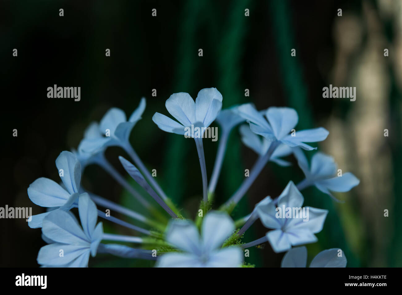 Blue plumbago hi-res stock photography and images - Alamy