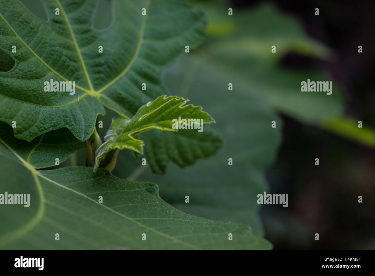 Fig leaves hi-res stock photography and images - Alamy
