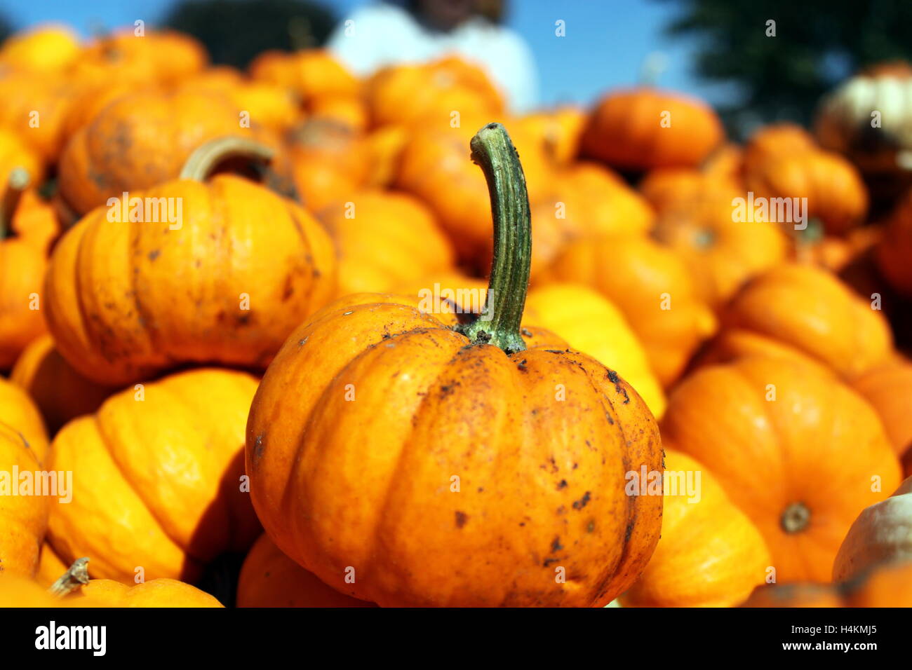 group of mini pumpkins Stock Photo - Alamy