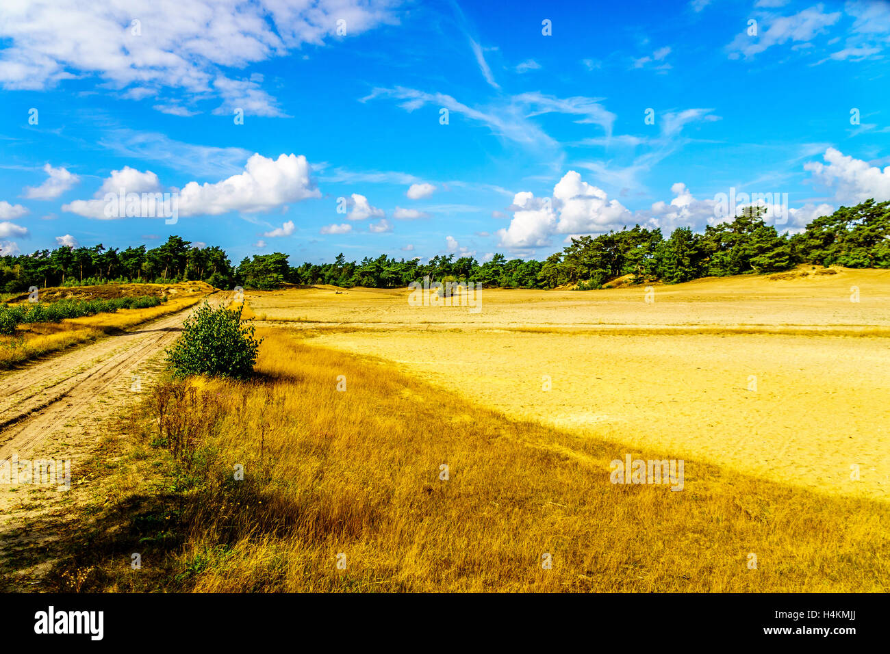 Mini Desert of Beekhuizerzand on the Veluwe in the Netherlands in the ...