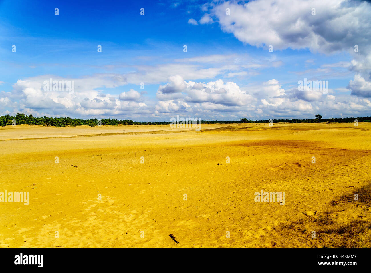 Mini Desert of Beekhuizerzand on the Veluwe in the Netherlands in the ...