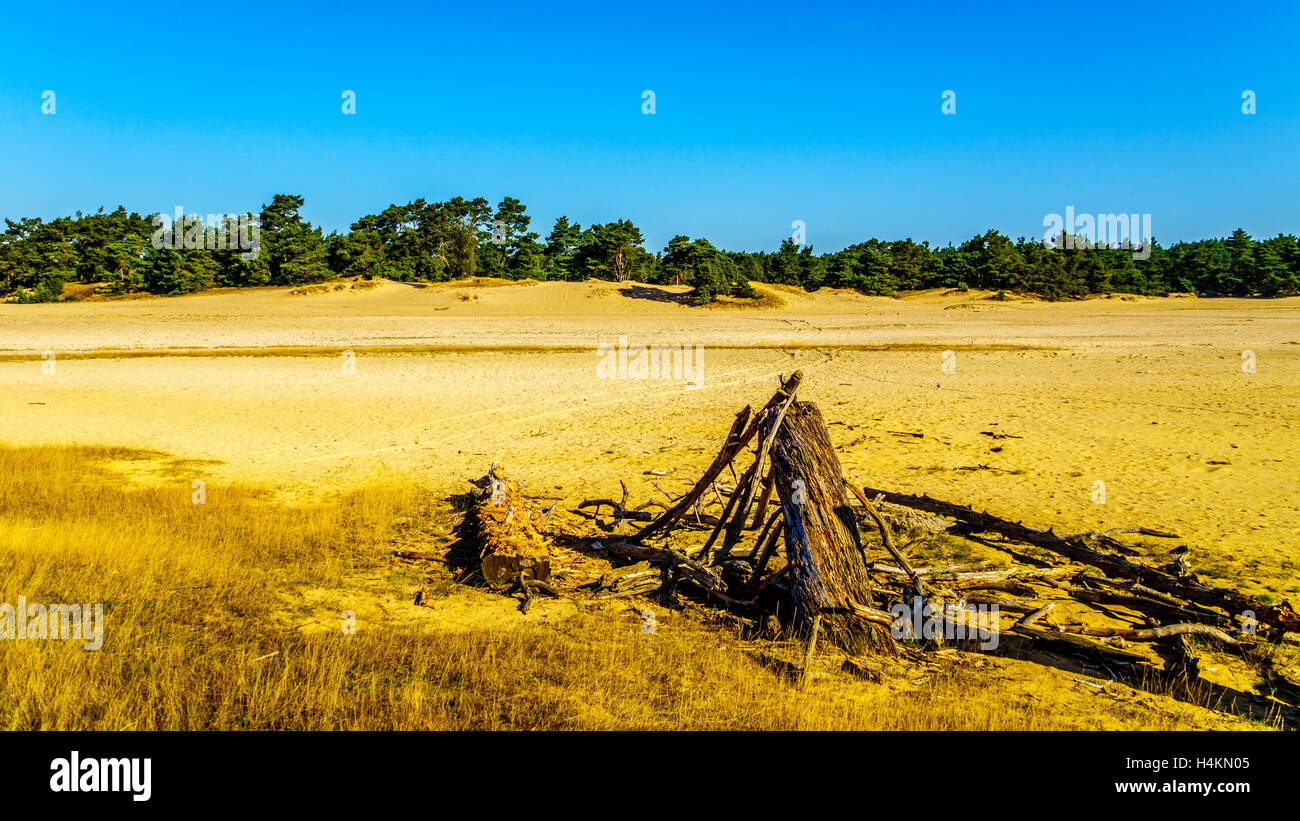 Desert of Beekhuizerzand on the Veluwe in the Netherlands in the ...