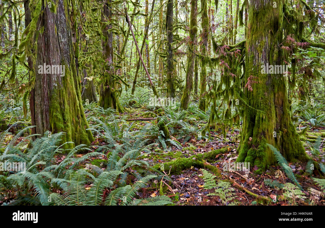 Temperate rainforest, Paradise Valley,Great Bear Rainforest, Squamish ...