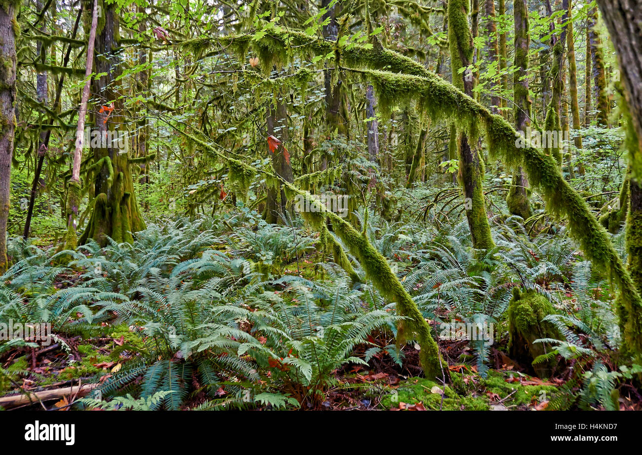 Temperate rainforest, Paradise Valley,Great Bear Rainforest, Squamish ...