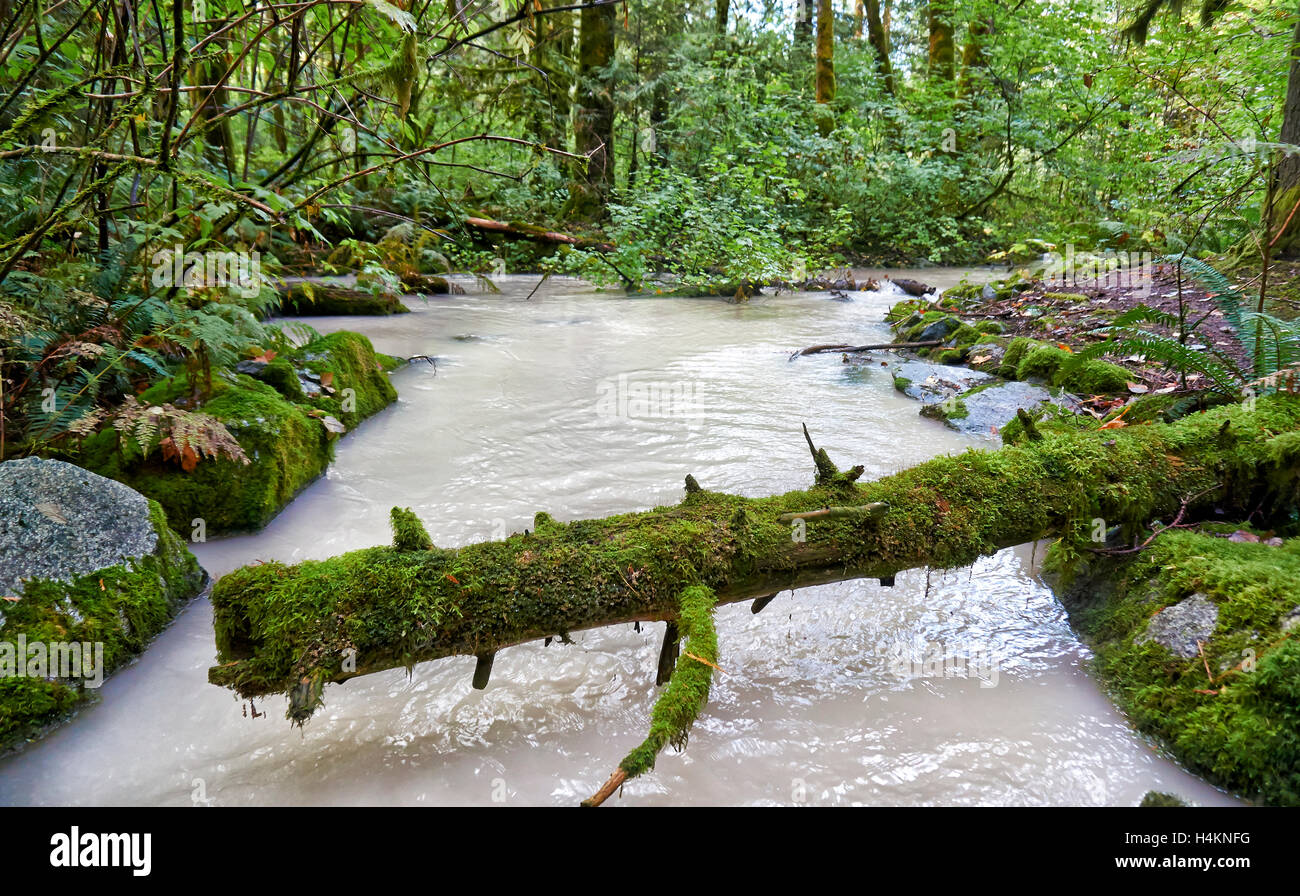 milky river in Great Bear Rainforest, Paradise Valley,Temperate ...