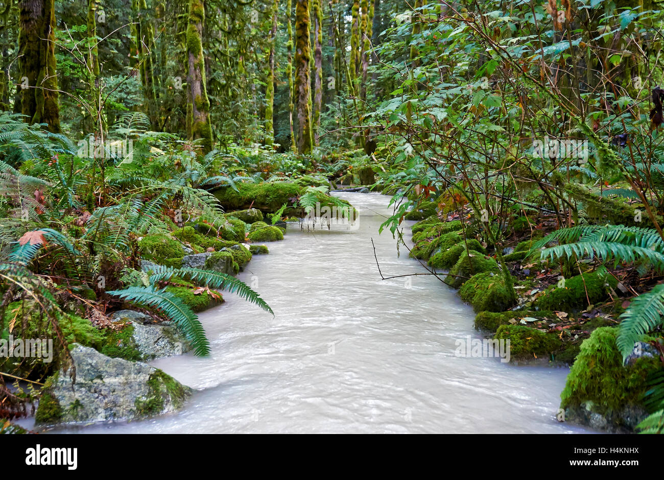 milky river in Great Bear Rainforest, Paradise Valley,Temperate ...