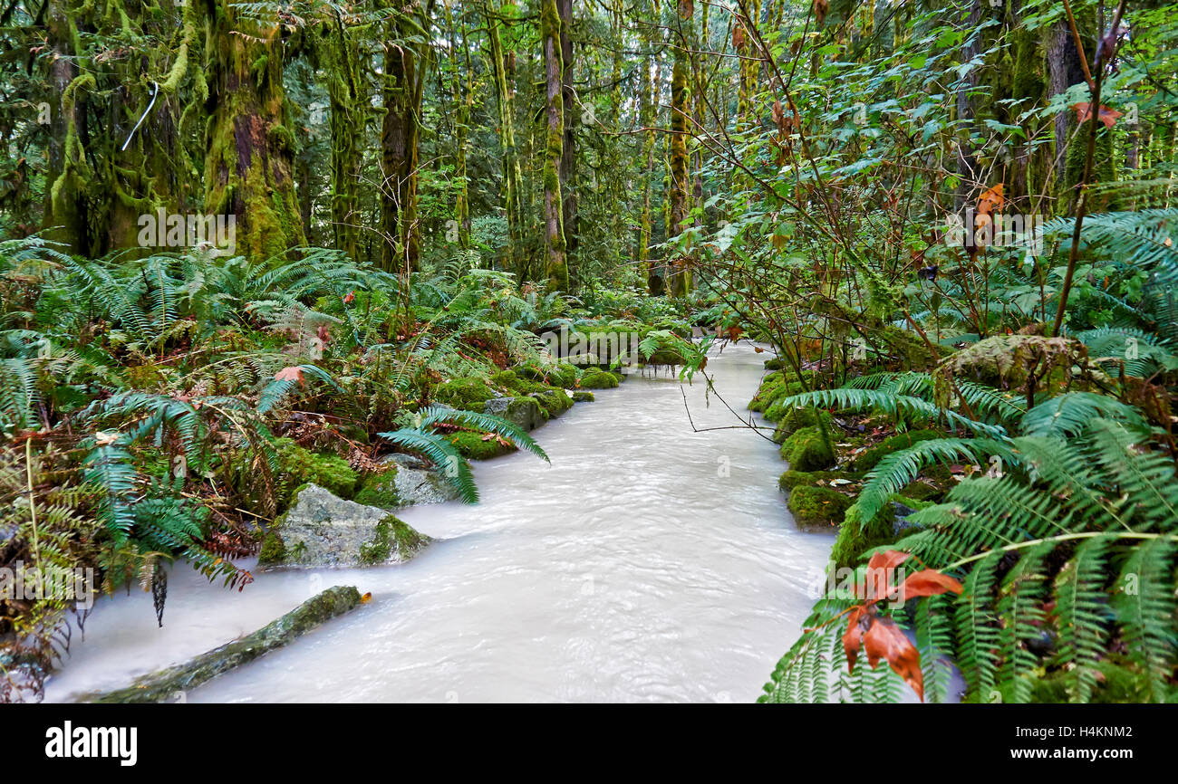 milky river in Great Bear Rainforest, Paradise Valley,Temperate ...