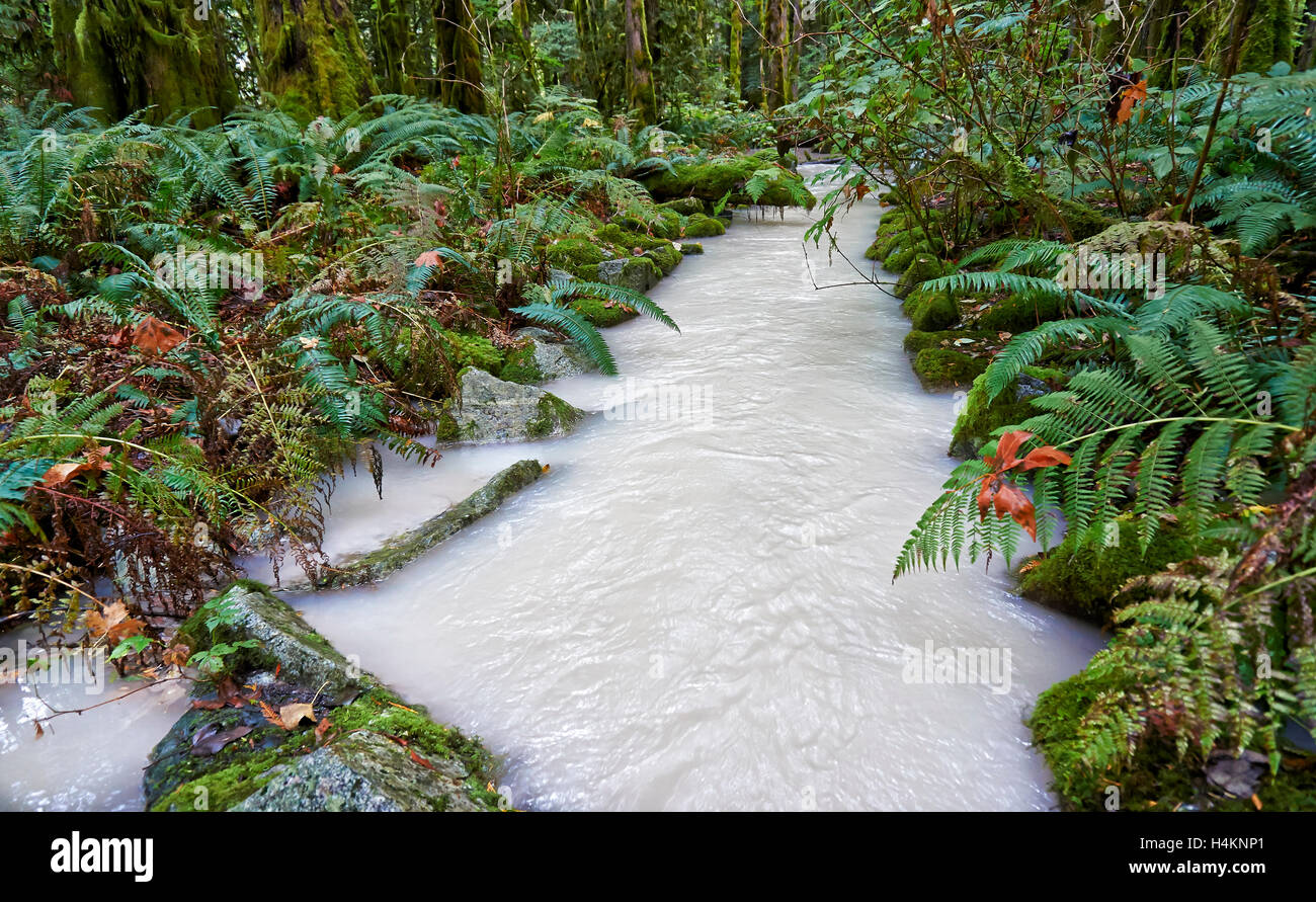 milky river in Great Bear Rainforest, Paradise Valley,Temperate ...