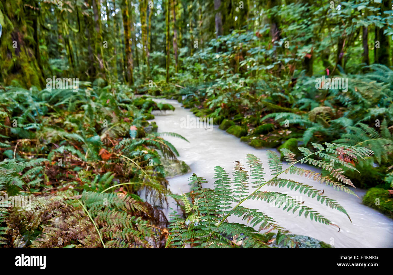 milky river in Great Bear Rainforest, Paradise Valley,Temperate ...