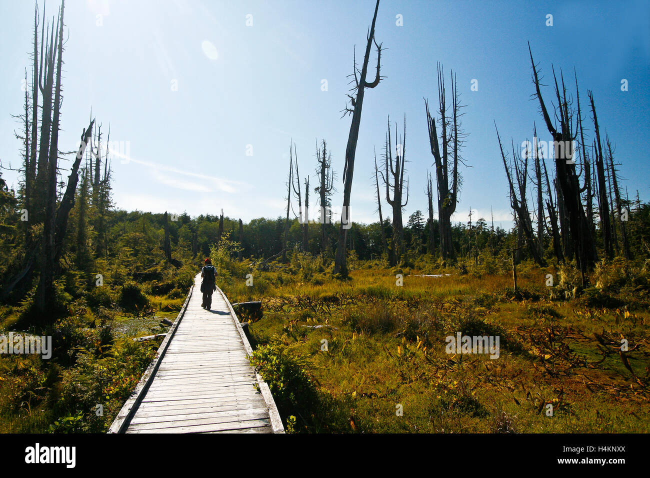 Peat bog. Cormorant island. Vancouver island. British Columbia. Canada ...