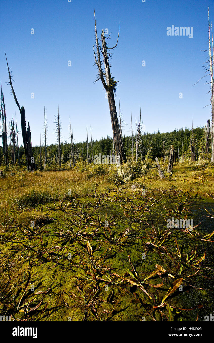 Peat bog old growth cedar trees hi-res stock photography and images - Alamy